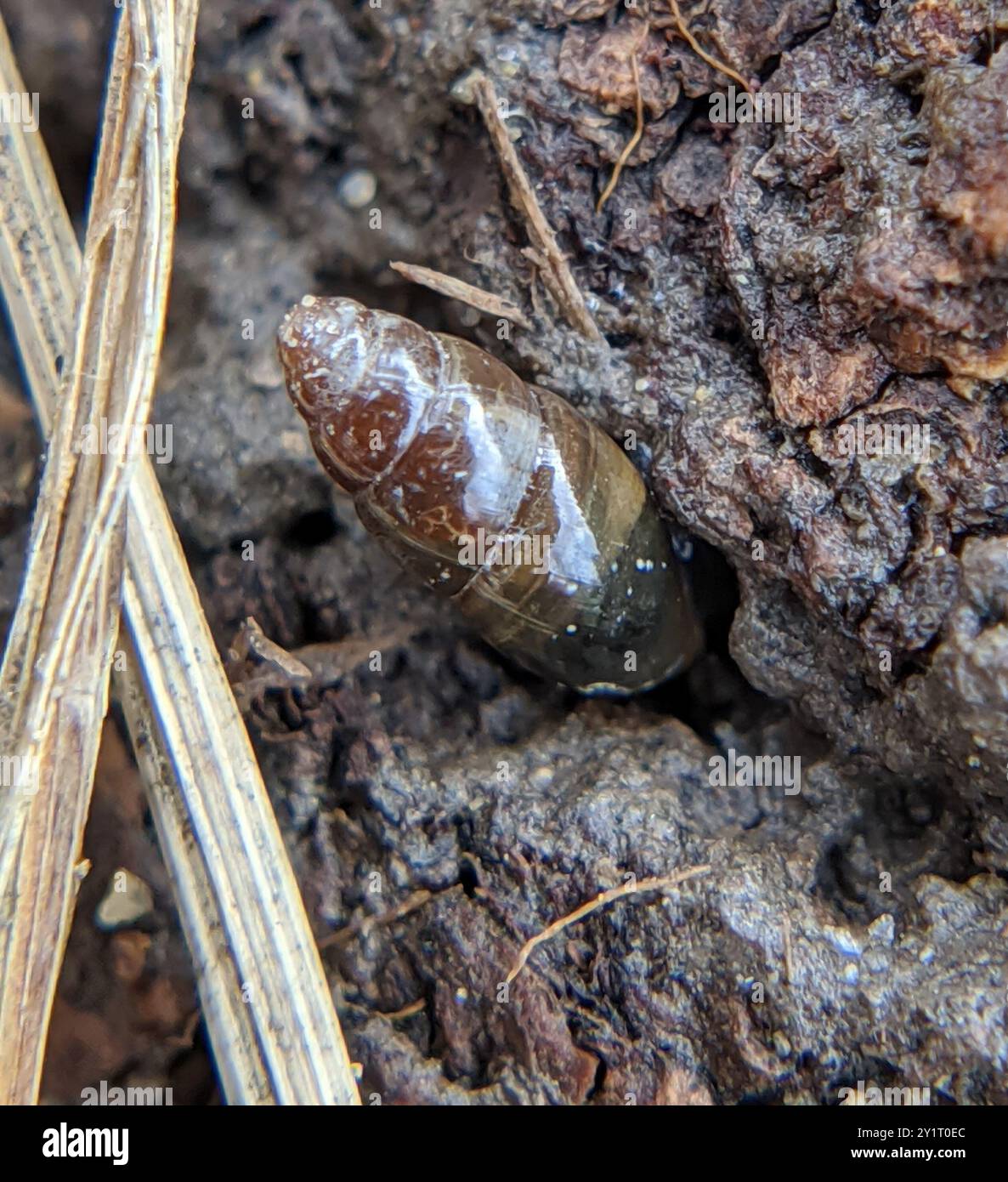 Glossy Pillar (Cochlicopa lubrica) Mollusca Stock Photo - Alamy