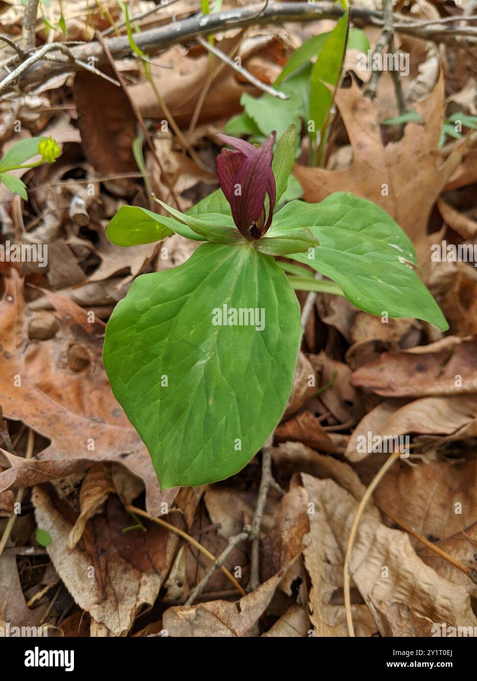 toadshade (Trillium sessile) Plantae Stock Photo - Alamy