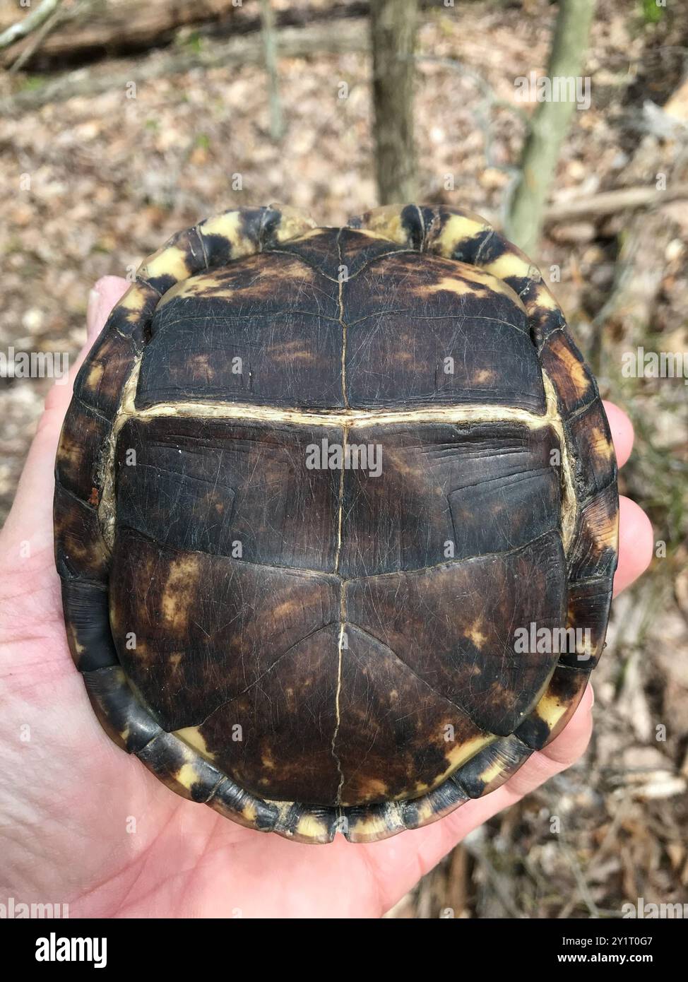 Common Box Turtle (Terrapene carolina) Reptilia Stock Photo - Alamy