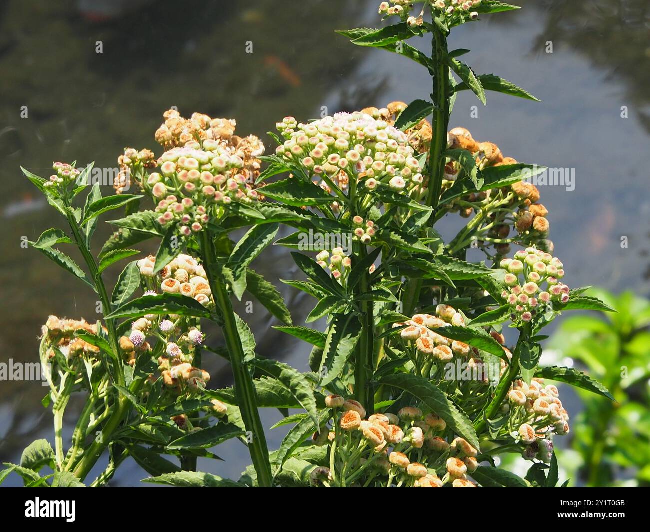 Wingstem Camphorweed (Pluchea sagittalis) Plantae Stock Photo - Alamy