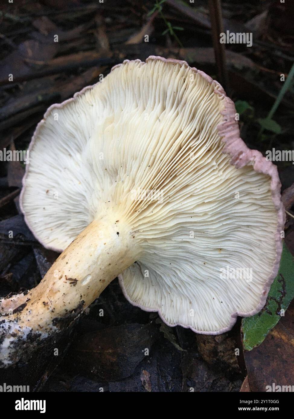 (Leucopaxillus lilacinus) Fungi Stock Photo - Alamy