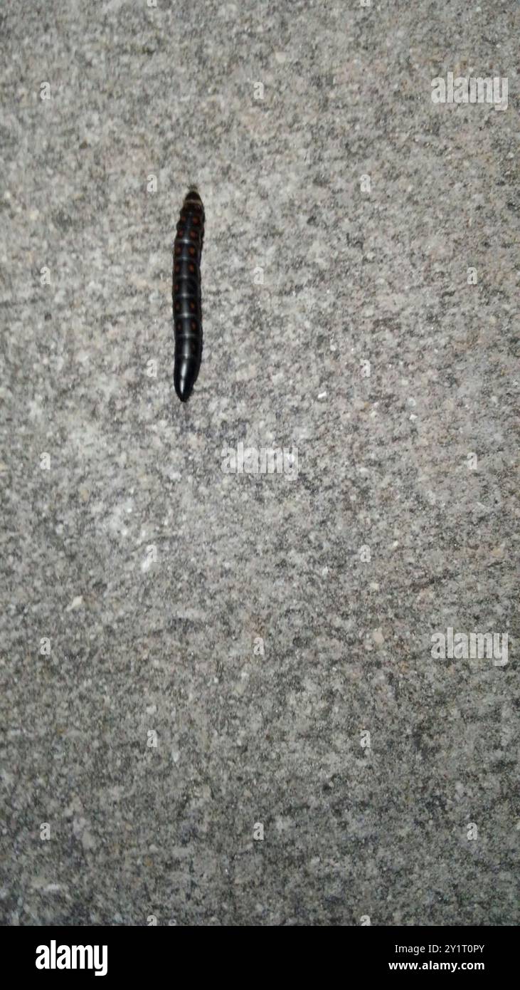 Phengodidae hi-res stock photography and images - Alamy