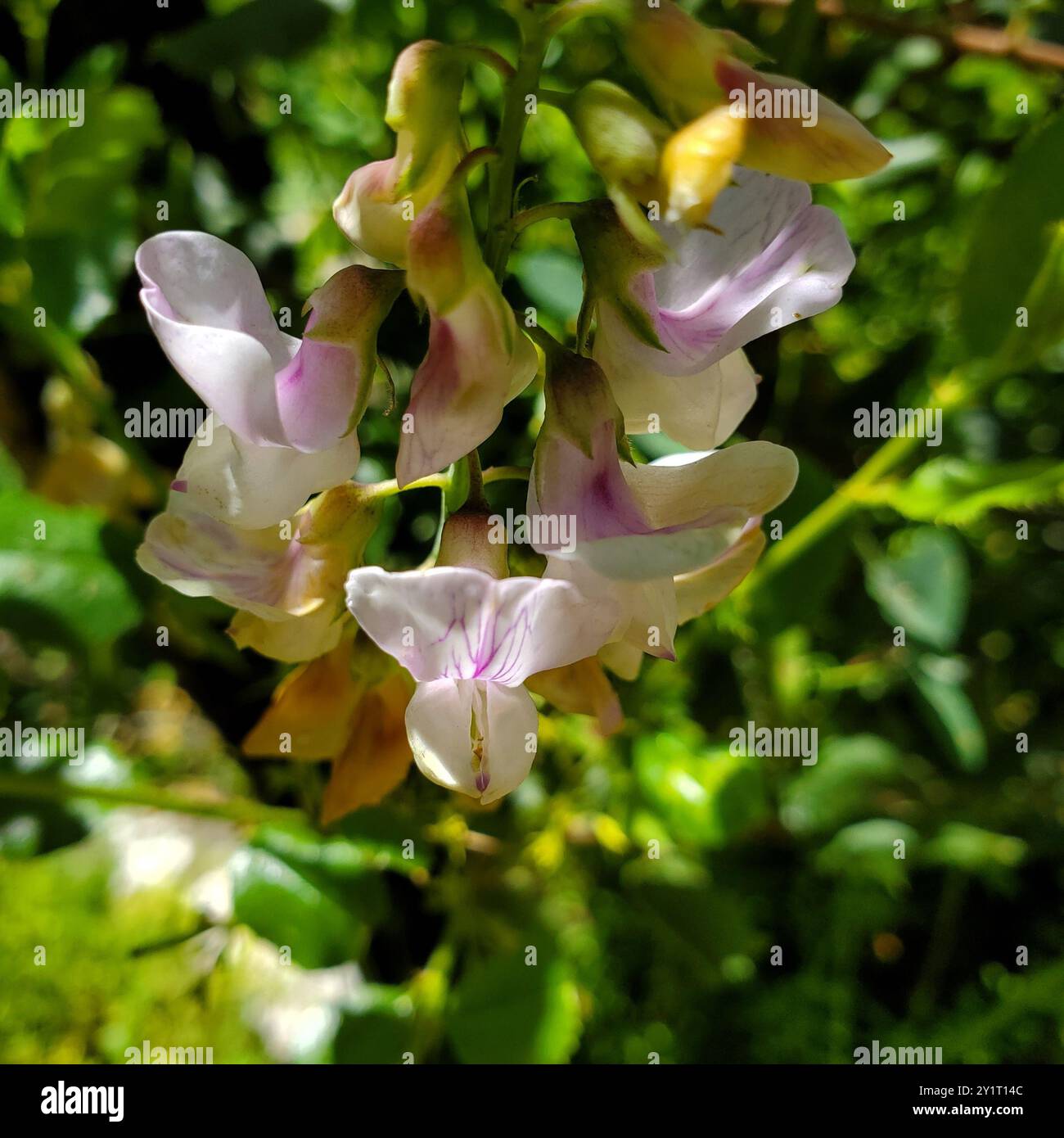 Pacific pea (Lathyrus vestitus) Plantae Stock Photo - Alamy