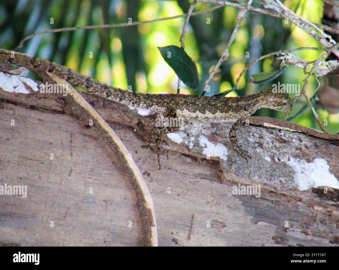 Diving Lizard (Uranoscodon superciliosus) Reptilia Stock Photo - Alamy