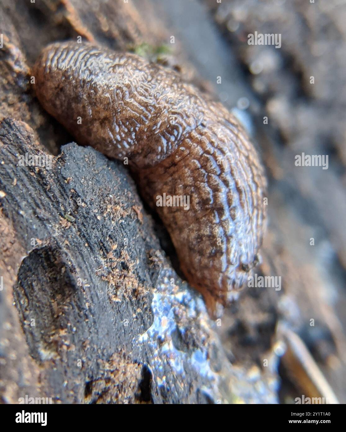 Milky Slug (Deroceras reticulatum) Mollusca Stock Photo - Alamy