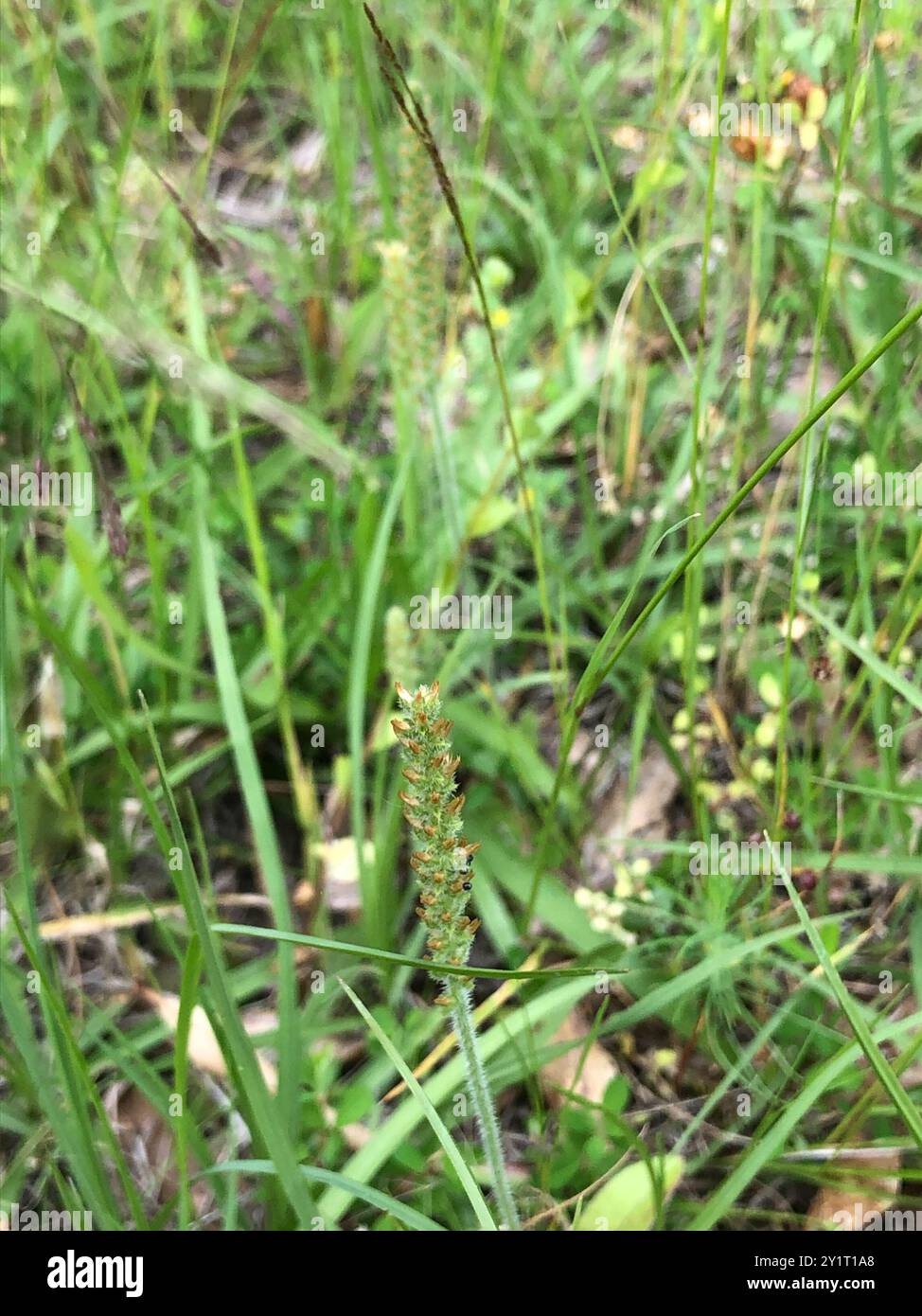 dwarf plantain (Plantago virginica) Plantae Stock Photo - Alamy