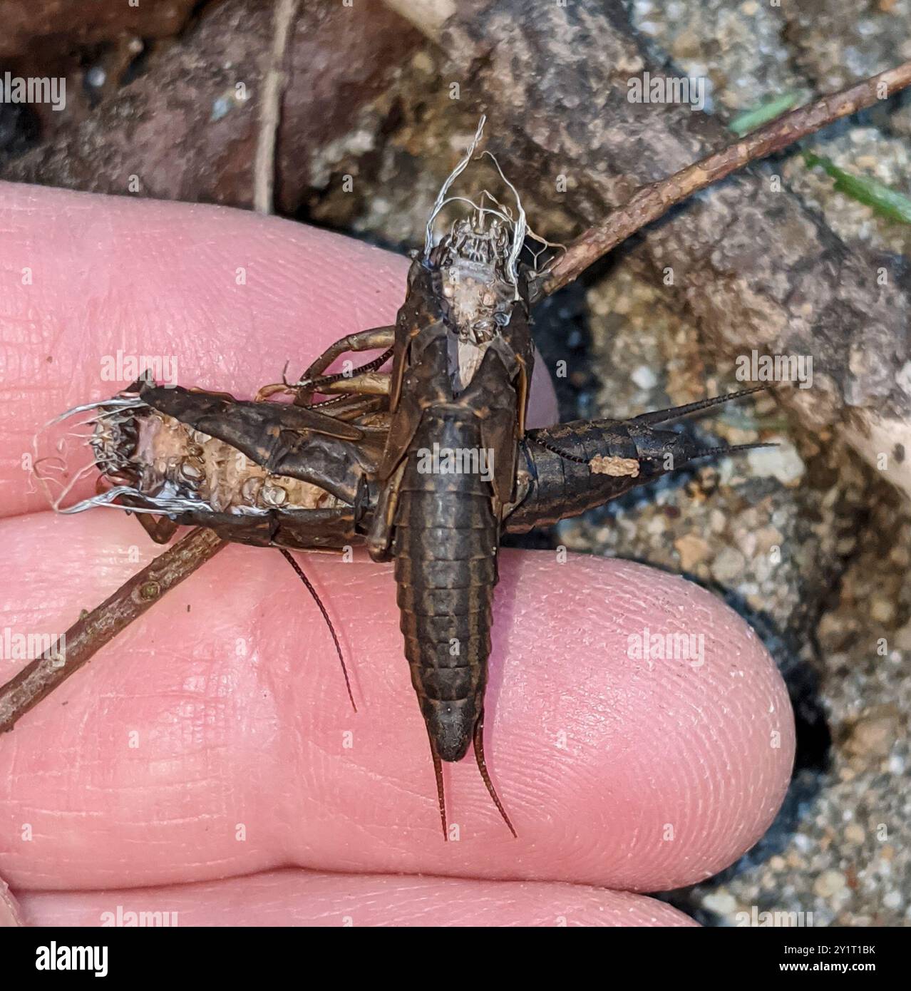 Stoneflies (Plecoptera) Insecta Stock Photo - Alamy