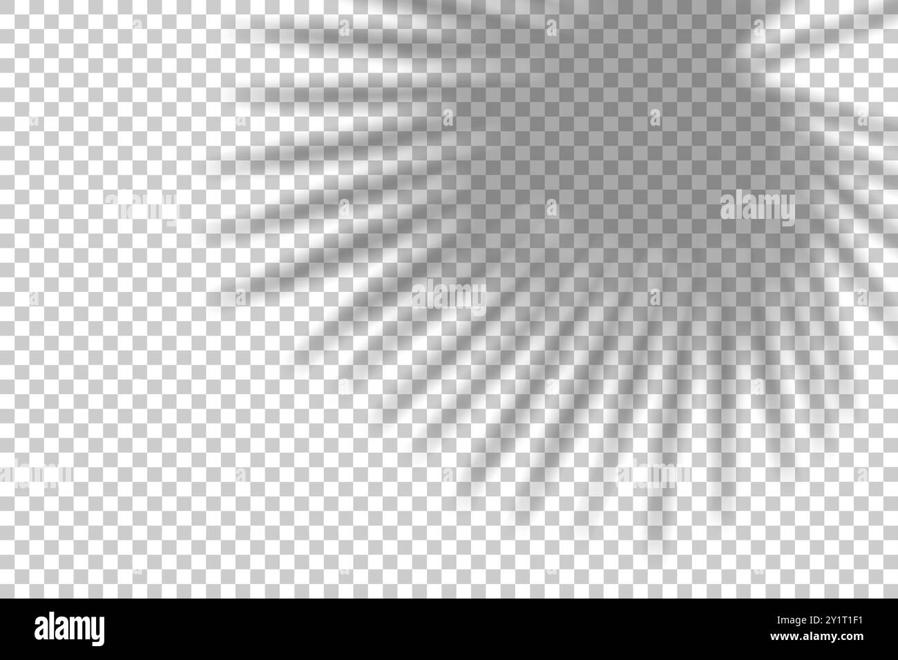 Realistic transparent shadow fern hi-res stock photography and images ...
