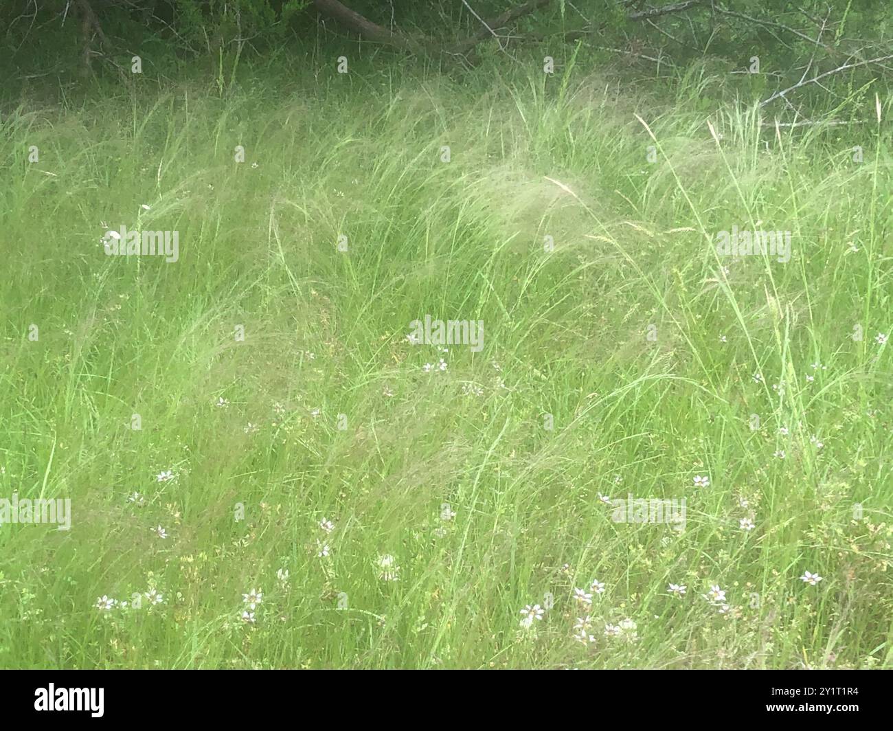 Winter Bentgrass (Agrostis hyemalis) Plantae Stock Photo - Alamy