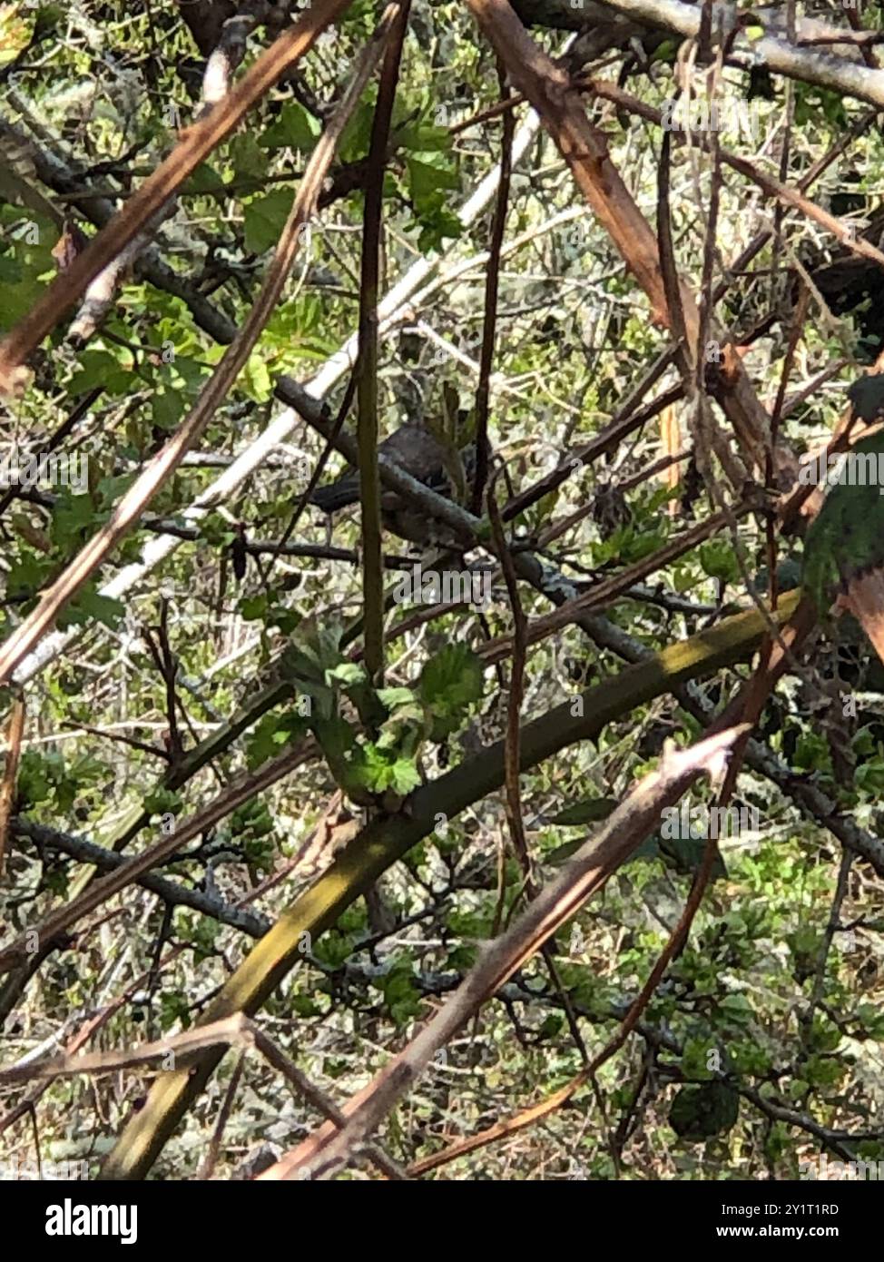 New World Sparrows (Passerellidae) Aves Stock Photo - Alamy