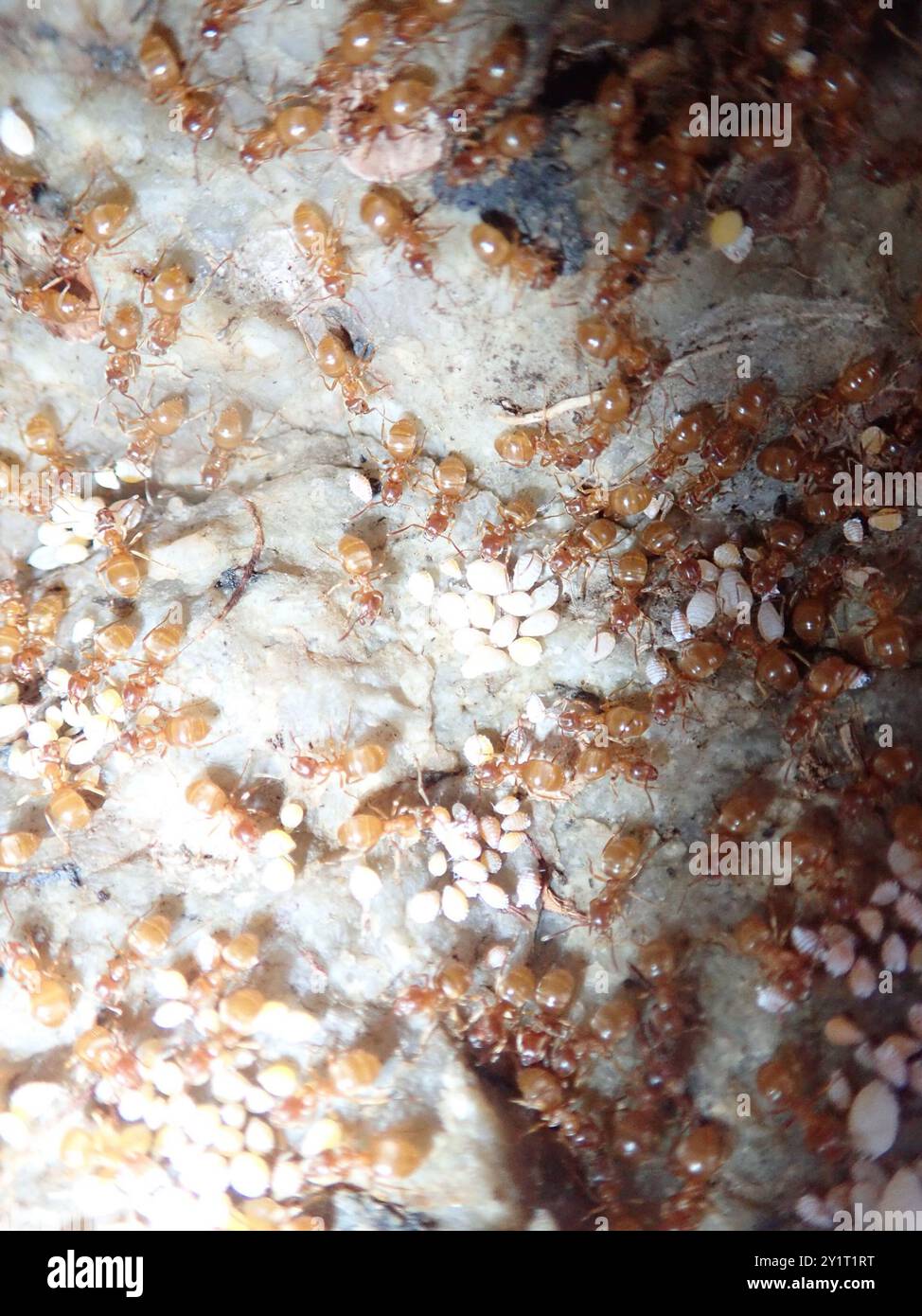 Citronella Ants (Acanthomyops) Insecta Stock Photo - Alamy