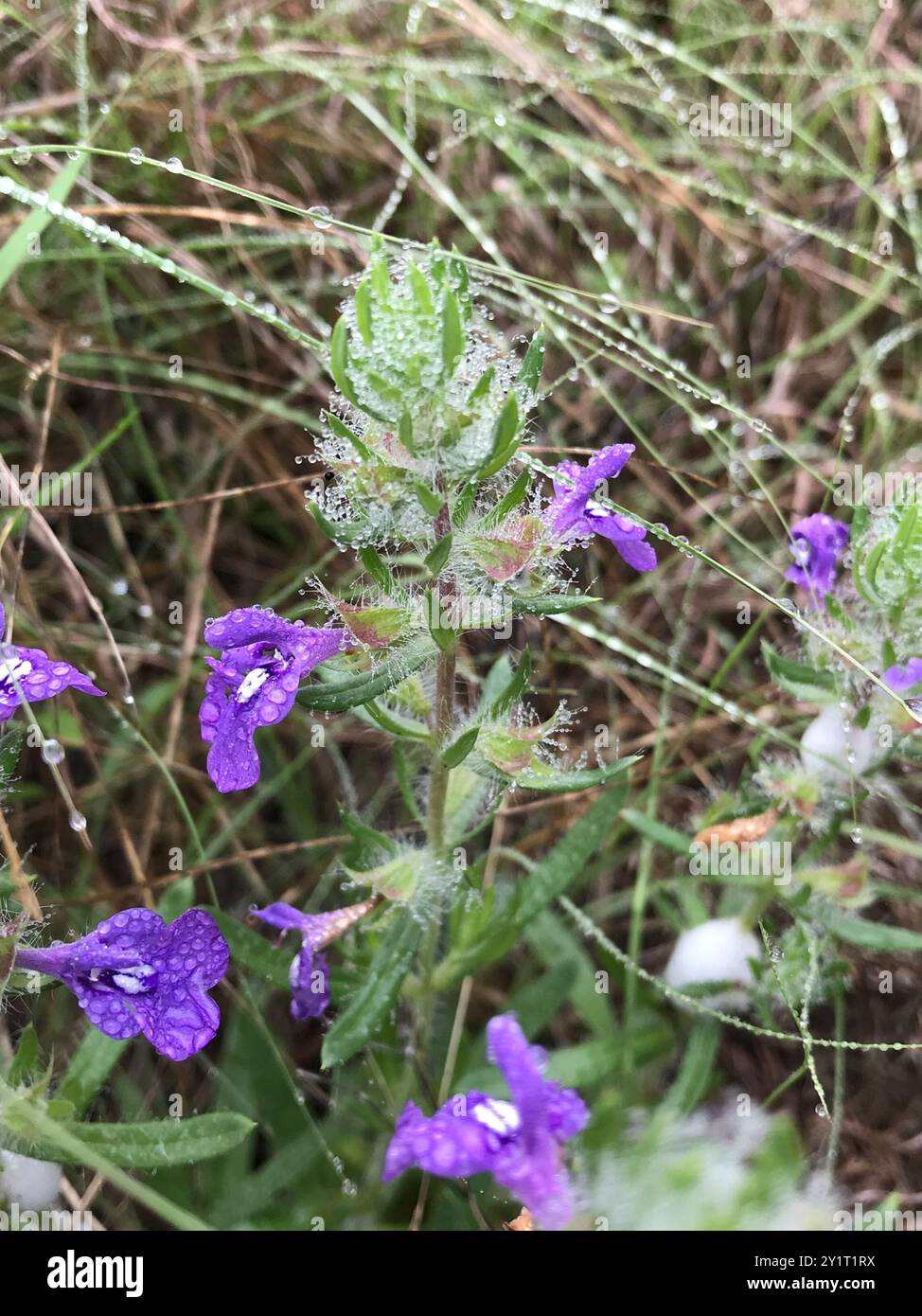 Texas Sage (Salvia texana) Plantae Stock Photo - Alamy