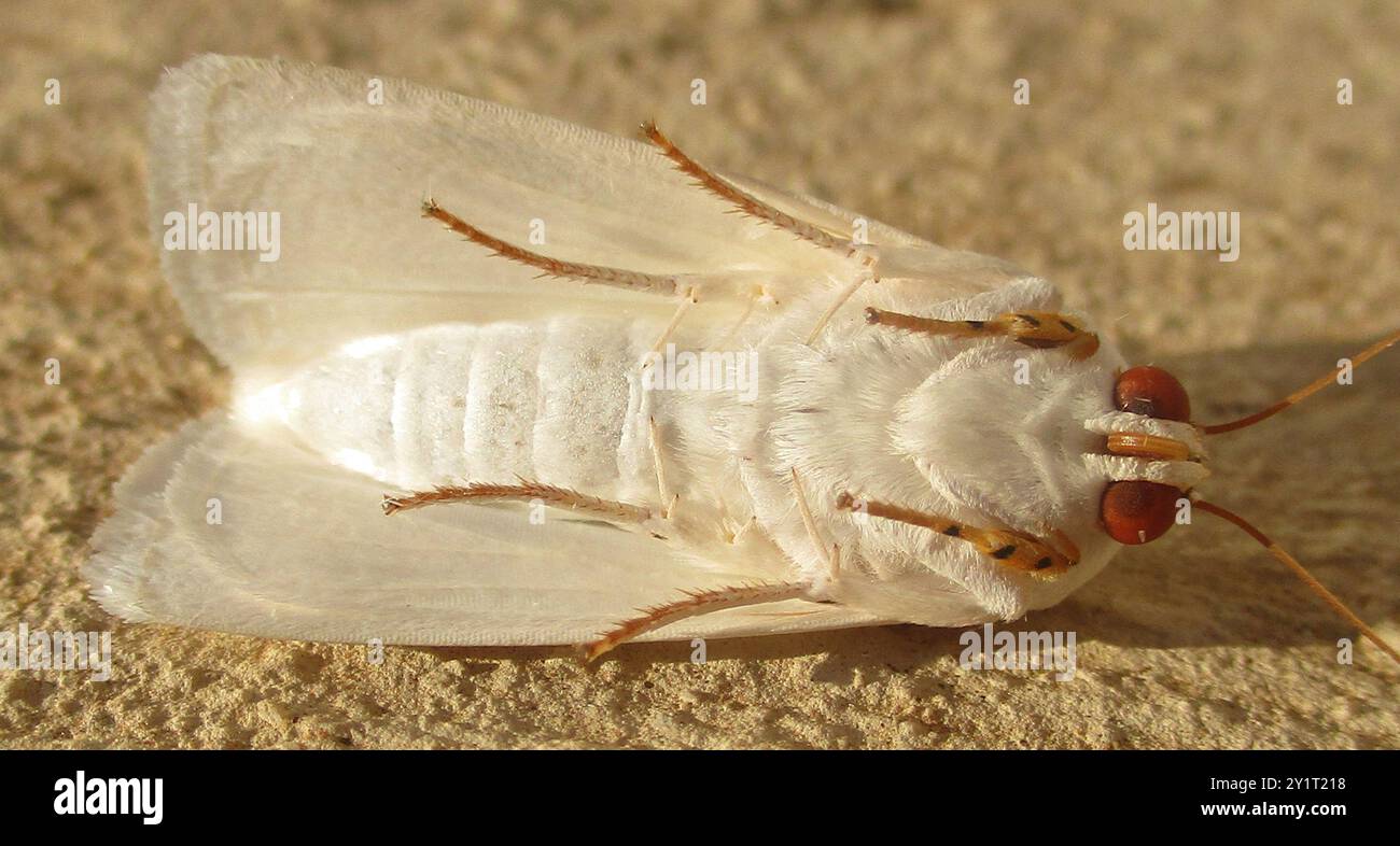 (Chasmina tibialis) Insecta Stock Photo - Alamy