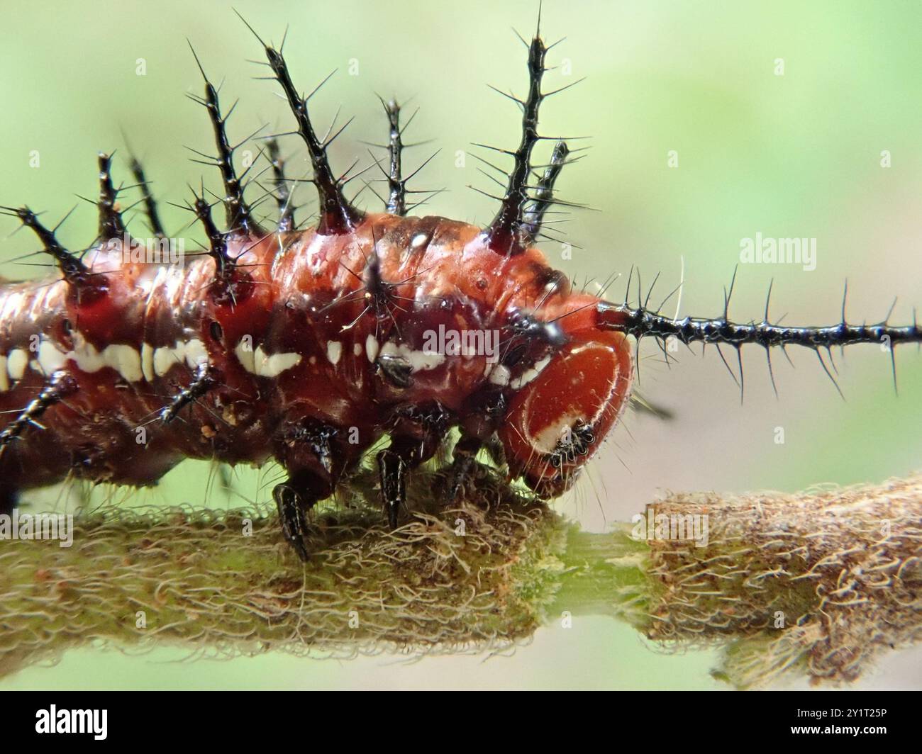 Mexican Fritillary (Euptoieta hegesia) Insecta Stock Photo - Alamy