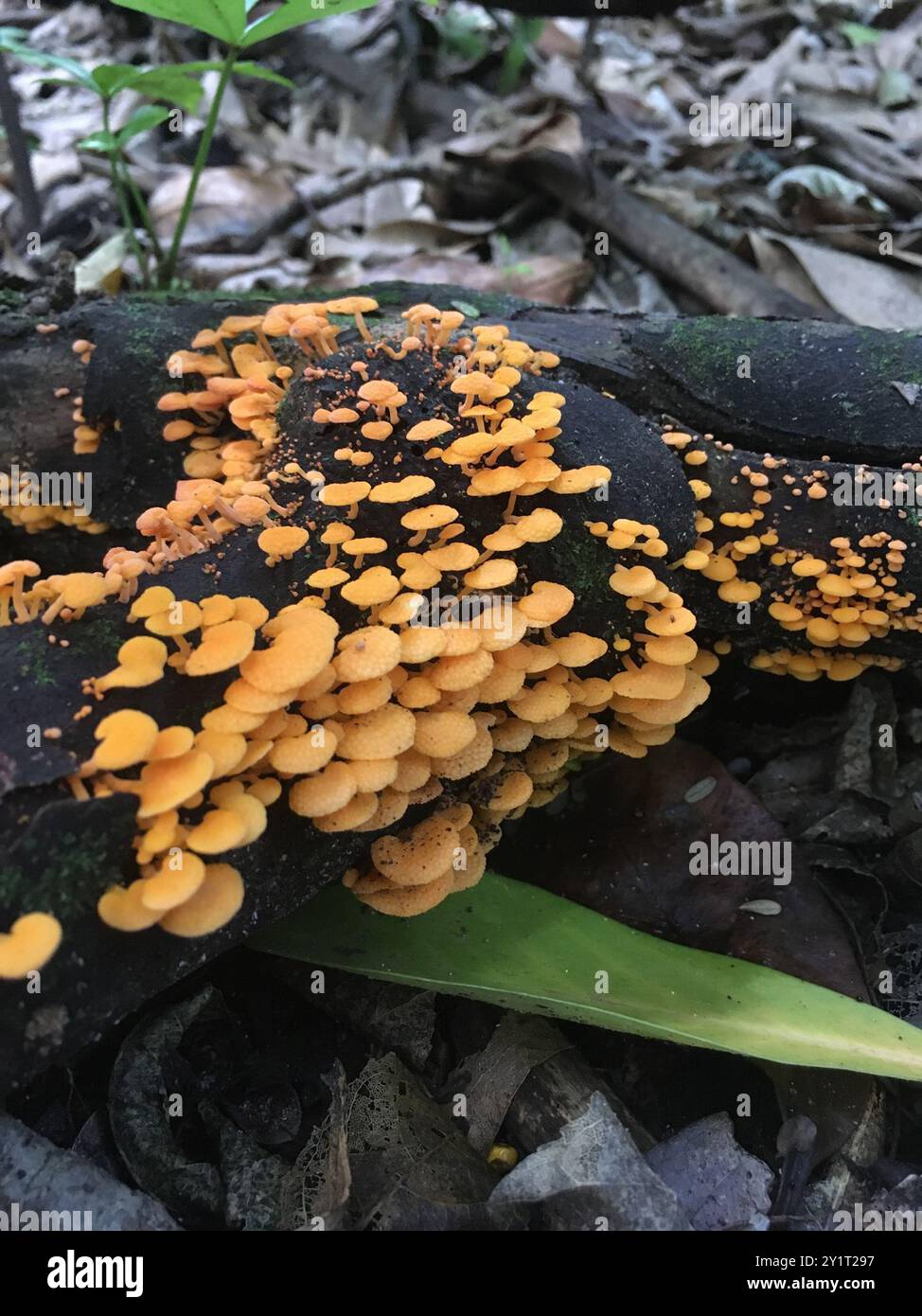 orange pore fungus (Favolaschia claudopus) Fungi Stock Photo - Alamy