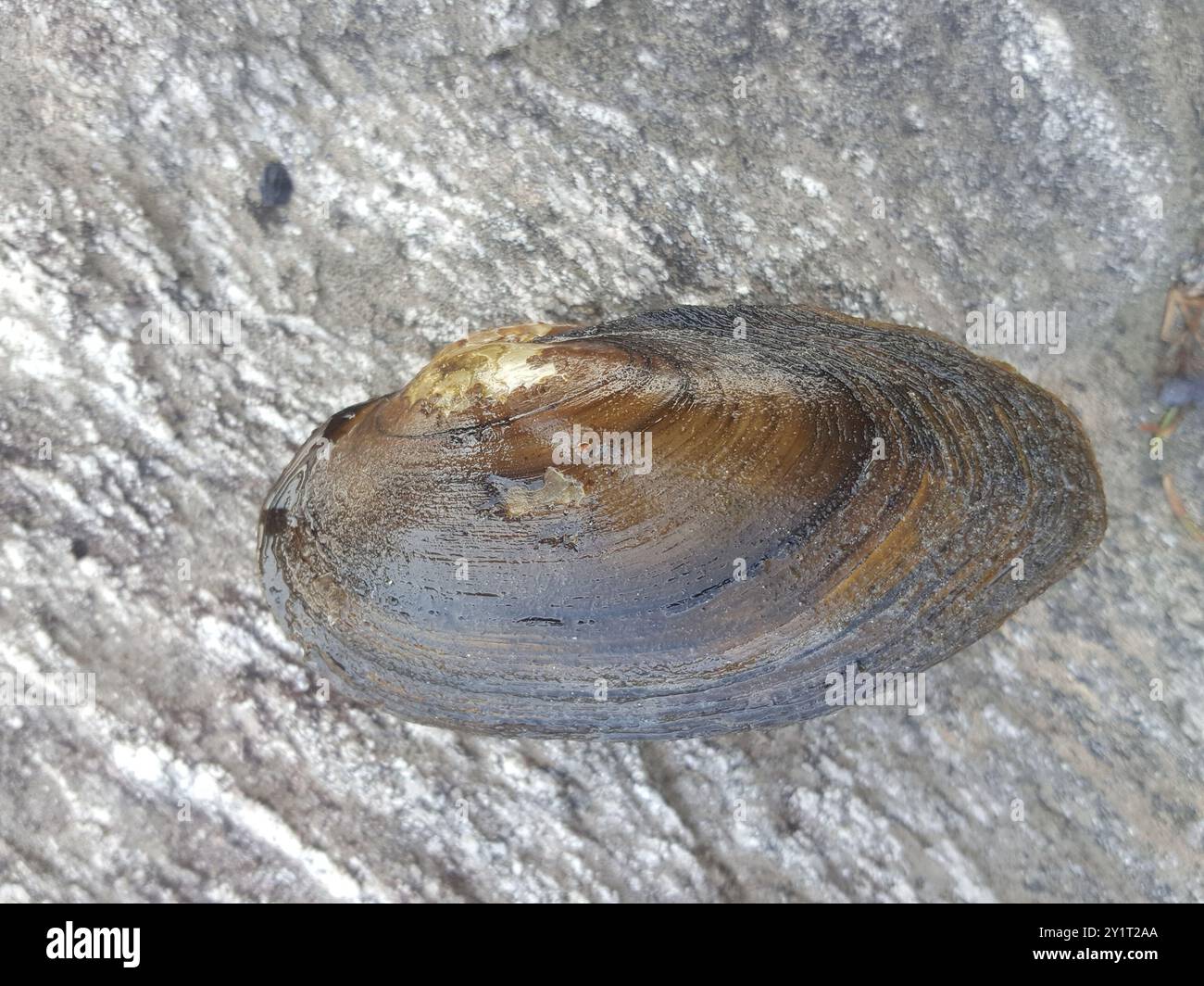 Floater Mussels (Pyganodon) Mollusca Stock Photo - Alamy
