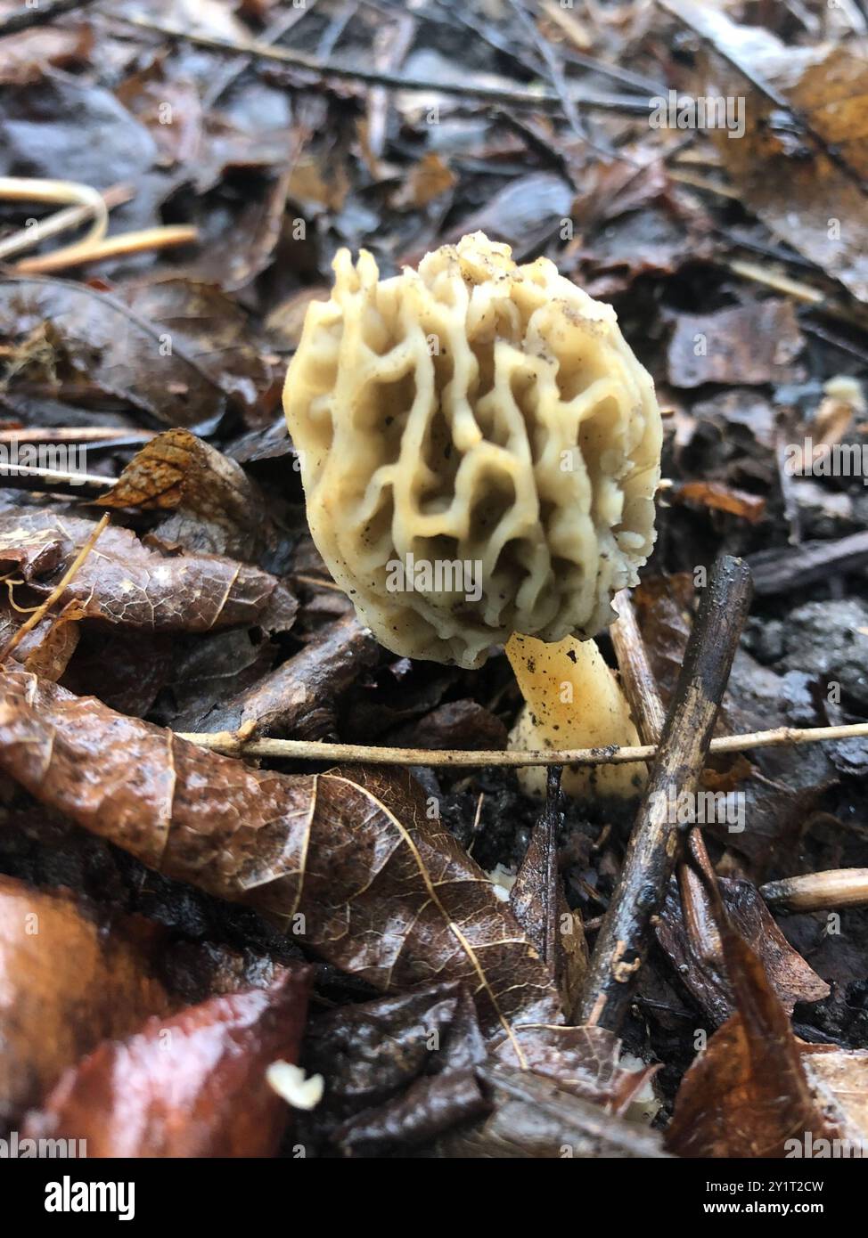 white morel (Morchella americana) Fungi Stock Photo - Alamy