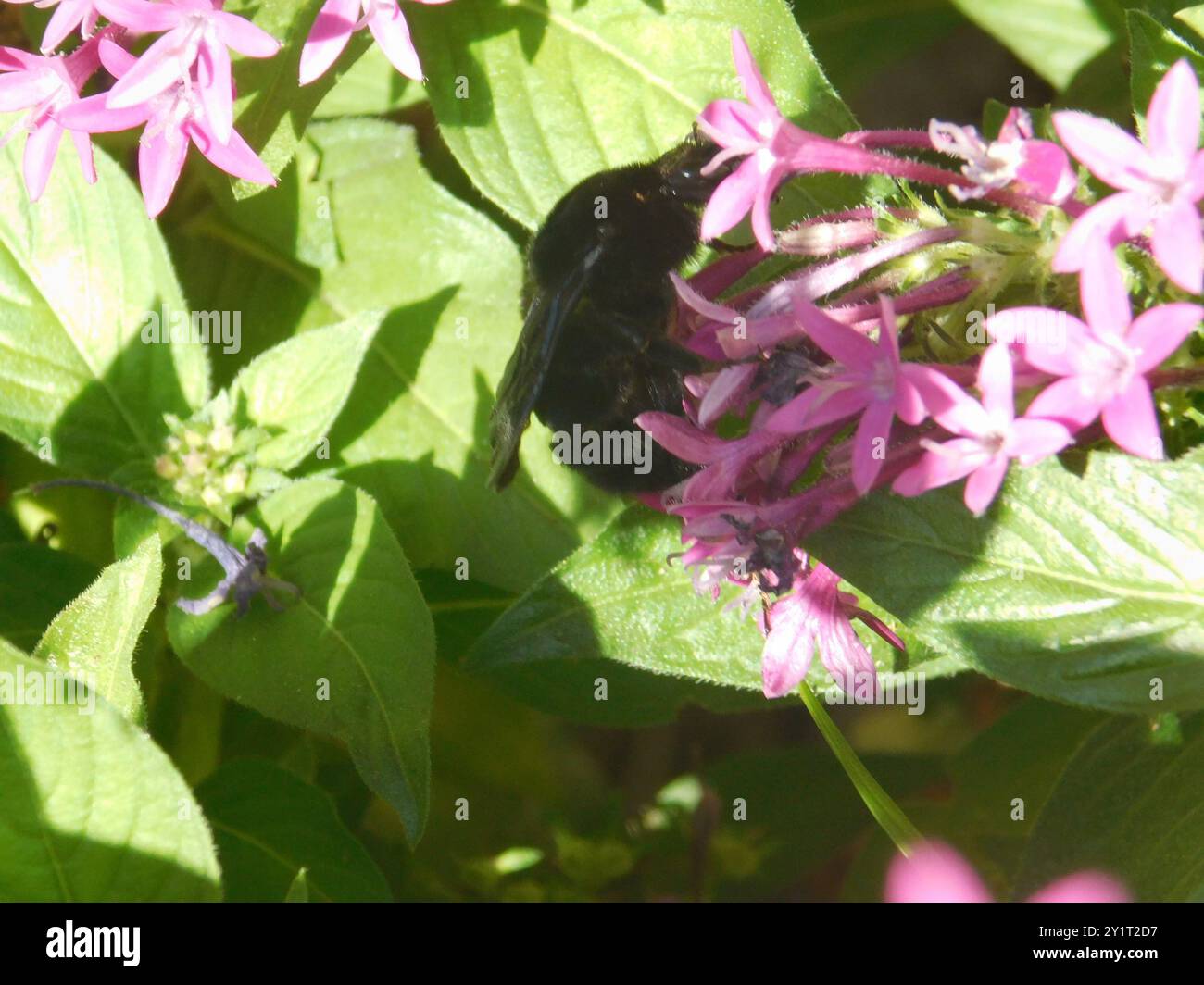 (Bombus morio) Insecta Stock Photo - Alamy