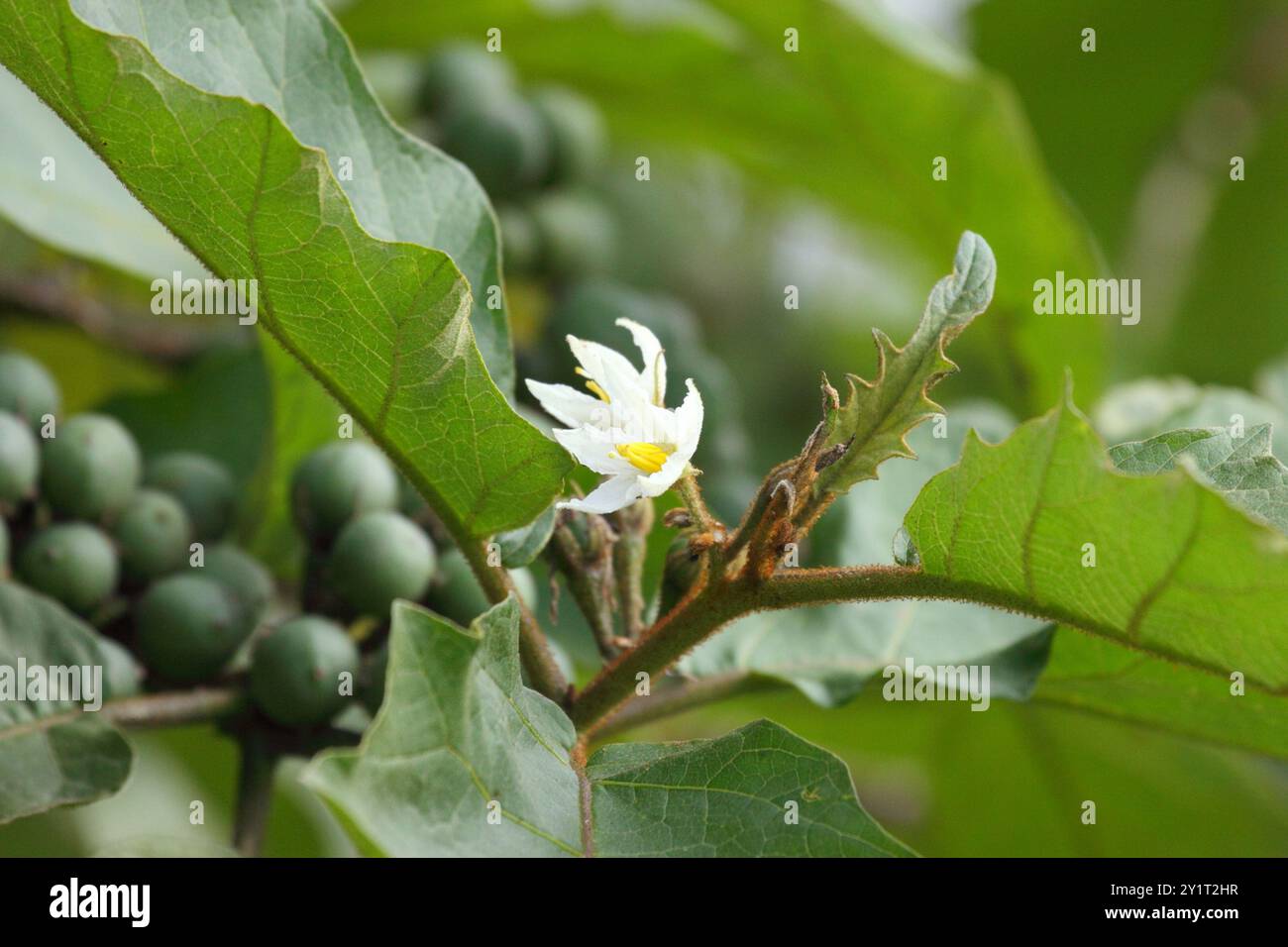 giant devil's-fig (Solanum chrysotrichum) Plantae Stock Photo - Alamy