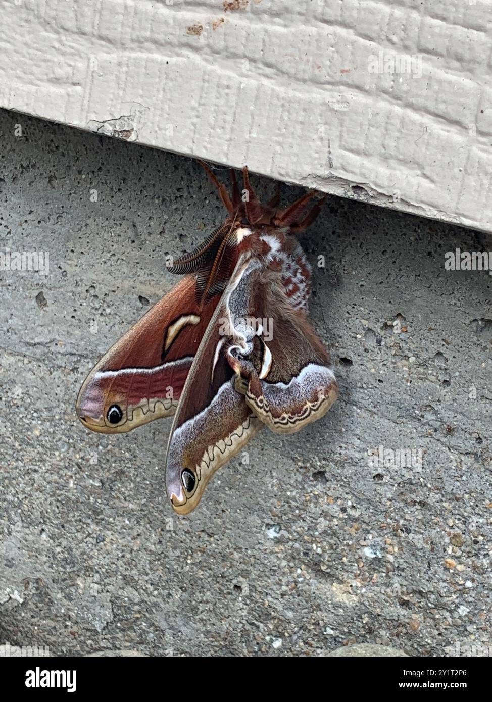 Ceanothus Silk Moth (Hyalophora euryalus) Insecta Stock Photo - Alamy