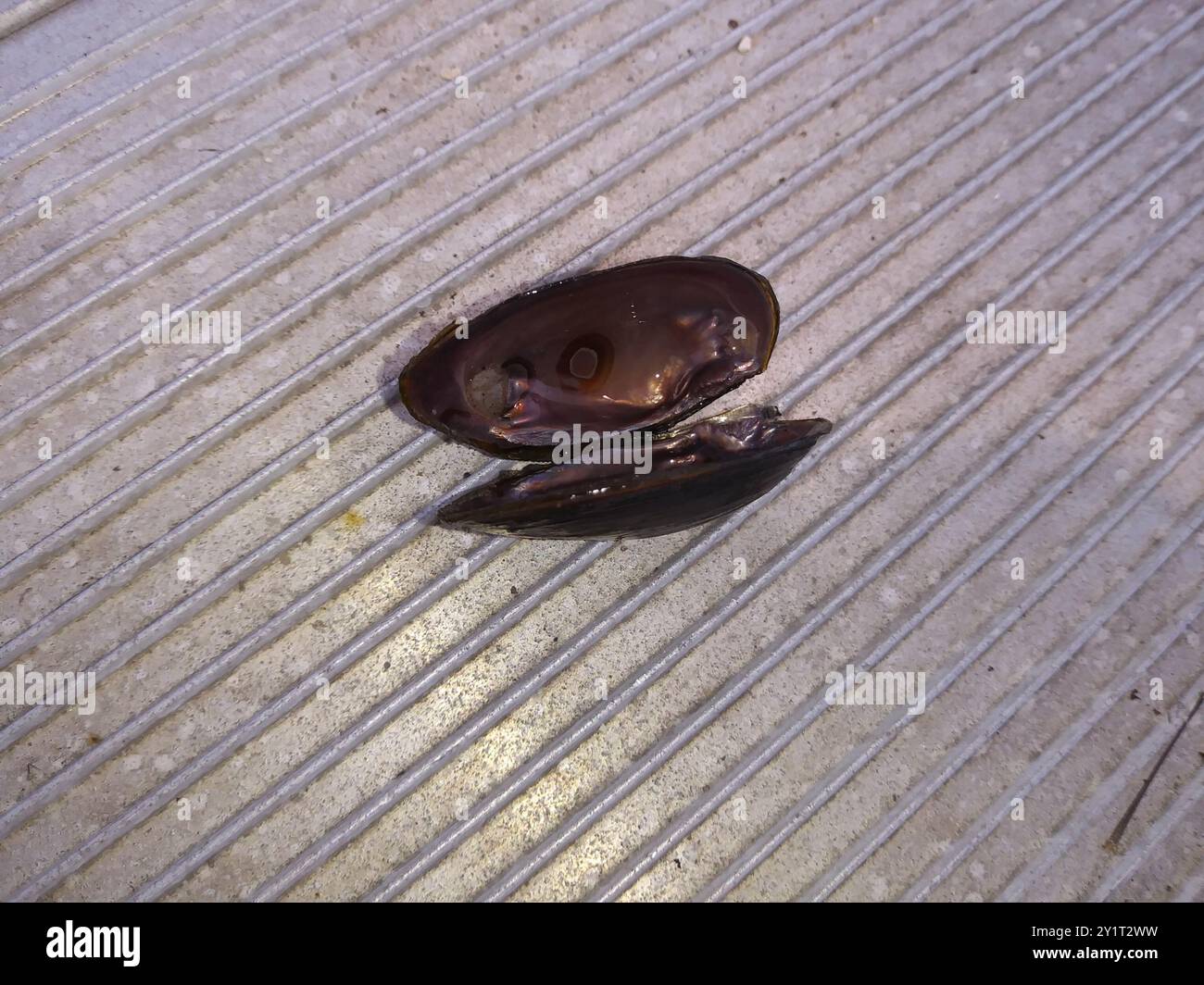 Florida Spike (Elliptio jayensis) Mollusca Stock Photo - Alamy
