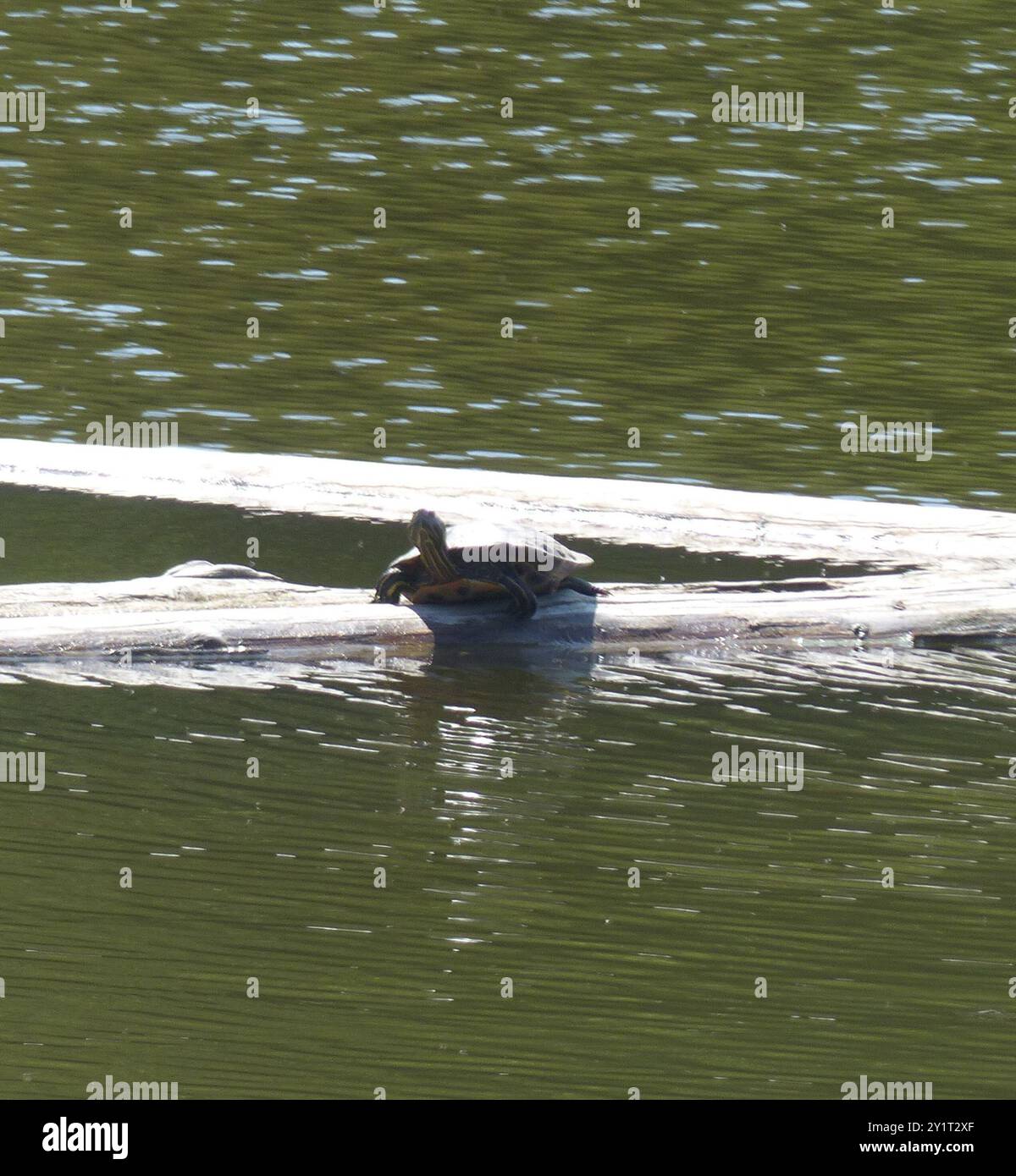 Red-eared Slider (Trachemys scripta elegans) Reptilia Stock Photo - Alamy
