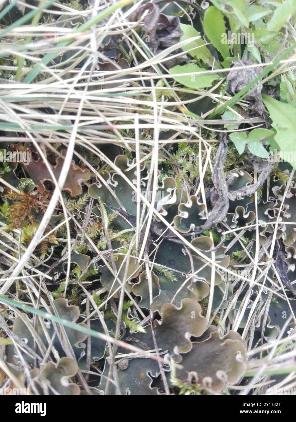 many-fruited pelt lichen (Peltigera polydactylon) Fungi Stock Photo - Alamy