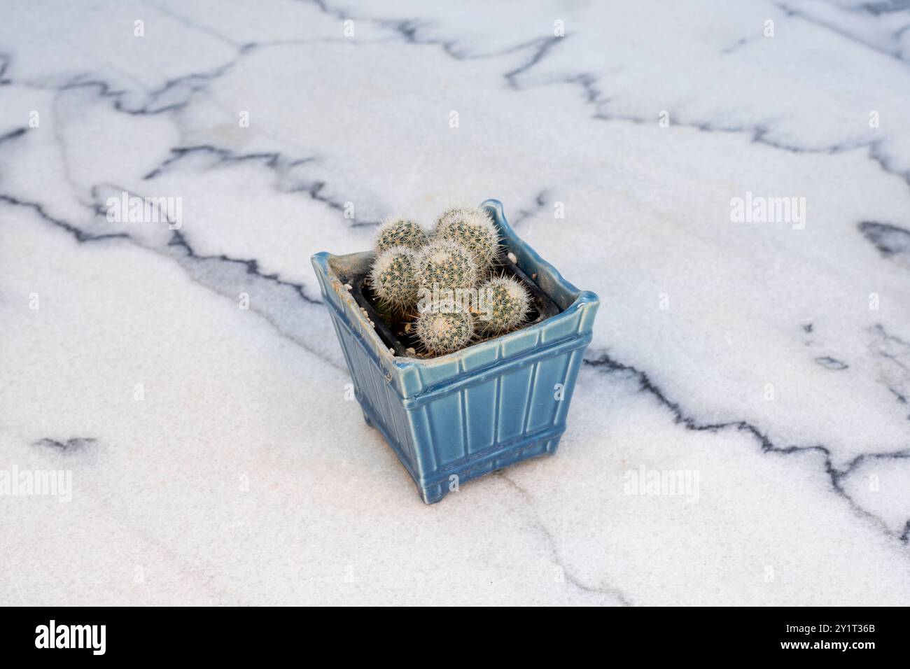 Small bunch of mammillaria cactus in a square ceramic pot Stock Photo ...