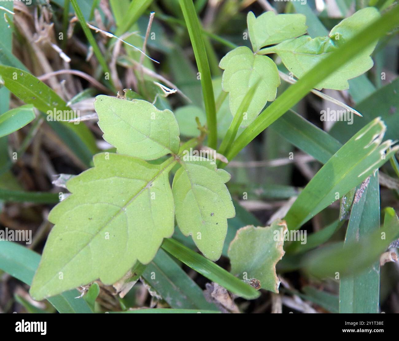 Lesser Balloon Vine (Cardiospermum halicacabum) Plantae Stock Photo - Alamy