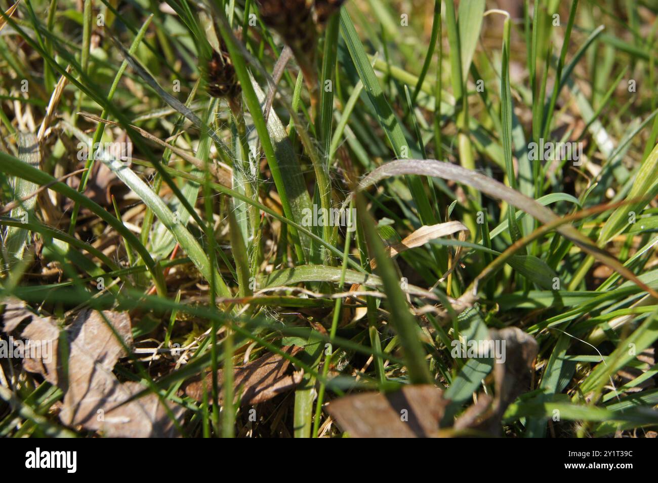 Field woodrush (Luzula campestris) Plantae Stock Photo - Alamy