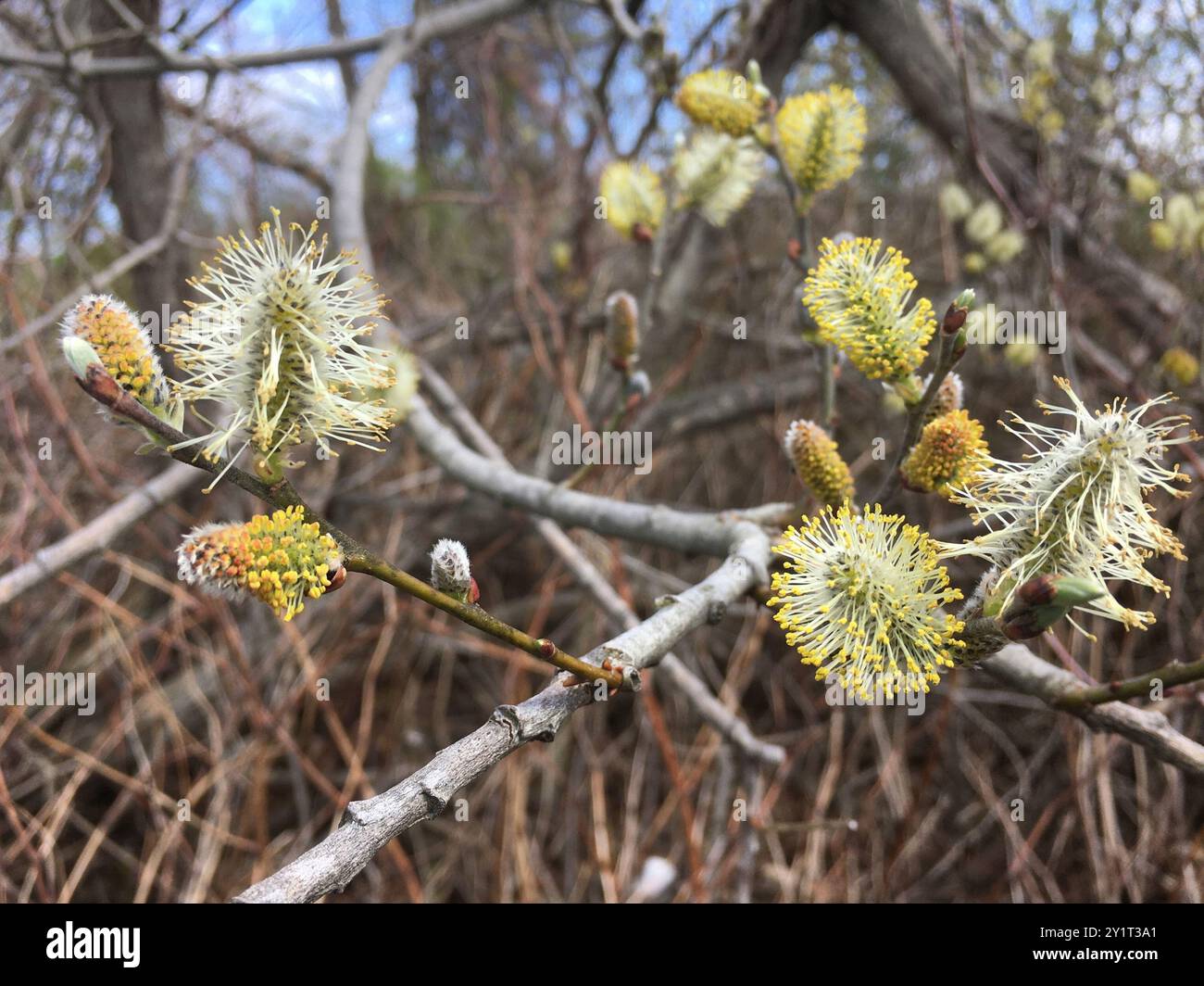 goat willow (Salix caprea) Plantae Stock Photo - Alamy