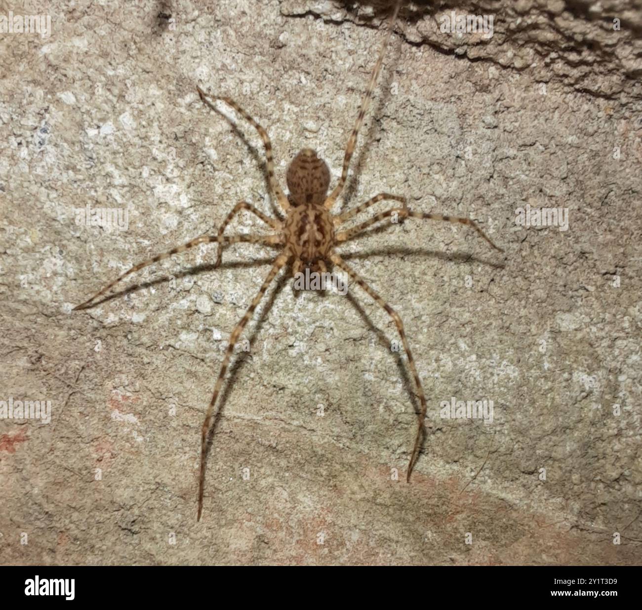 Globula hi-res stock photography and images - Alamy