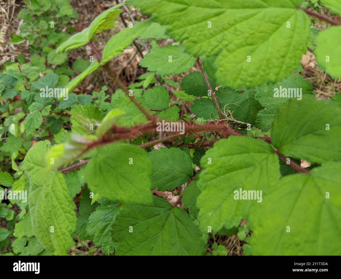 wineberry (Rubus phoenicolasius) Plantae Stock Photo - Alamy
