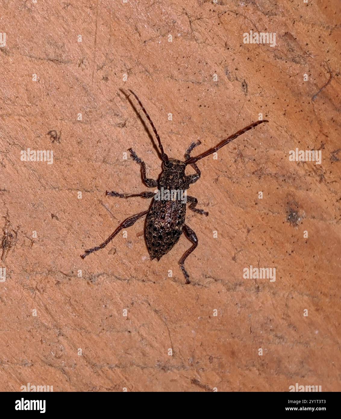 Thorn-tailed Longhorn Beetle (Plectrura spinicauda) Insecta Stock Photo ...