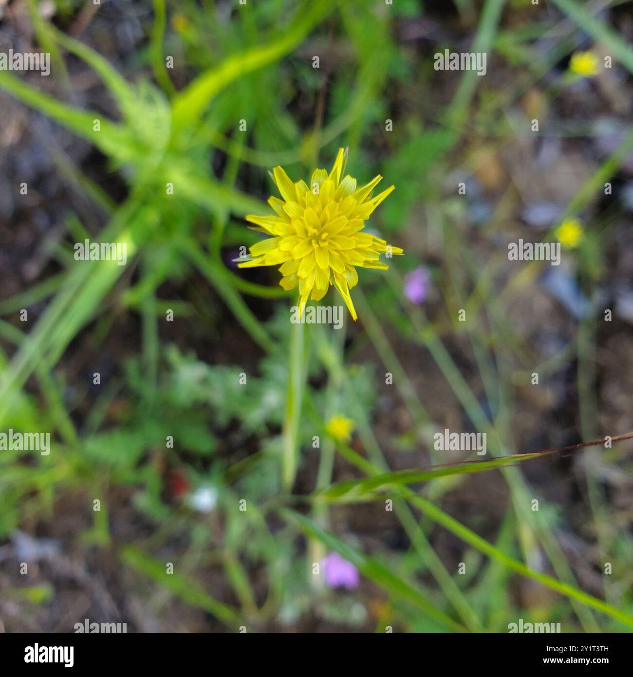 silverpuffs (Uropappus lindleyi) Plantae Stock Photo - Alamy