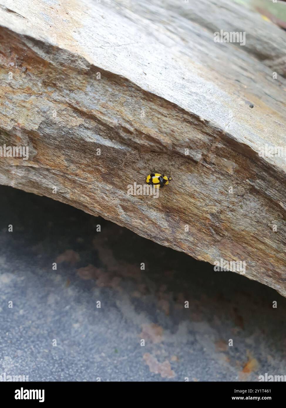 Fungus-eating ladybird (Illeis galbula) Insecta Stock Photo - Alamy