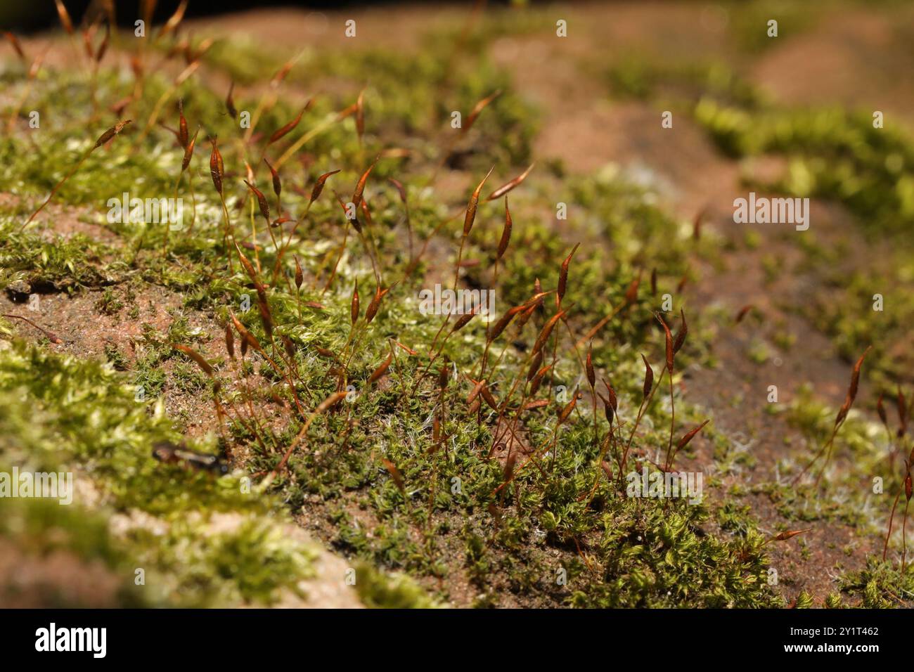 Wall Screw-moss (Tortula muralis) Plantae Stock Photo - Alamy