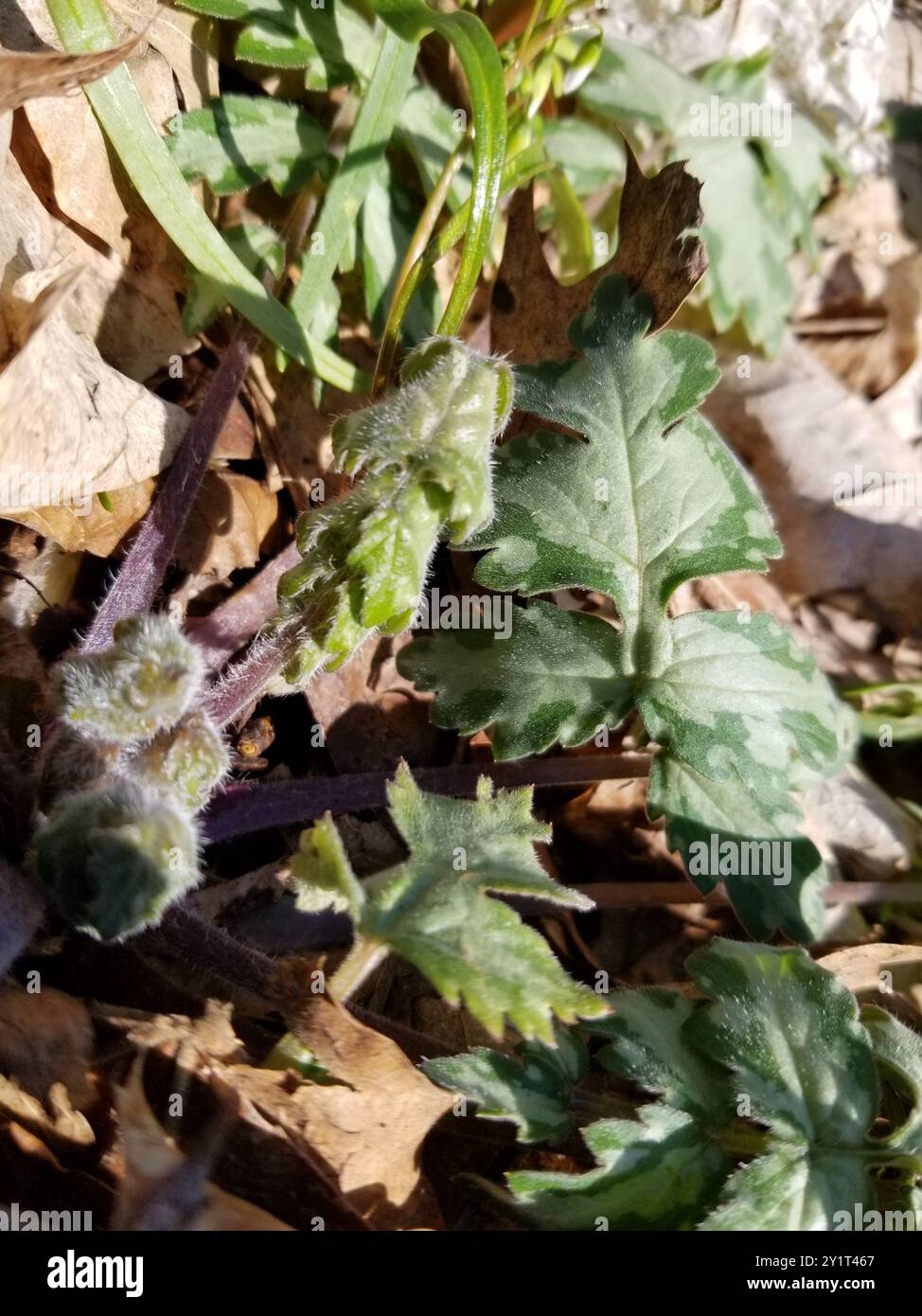 great waterleaf (Hydrophyllum appendiculatum) Plantae Stock Photo - Alamy