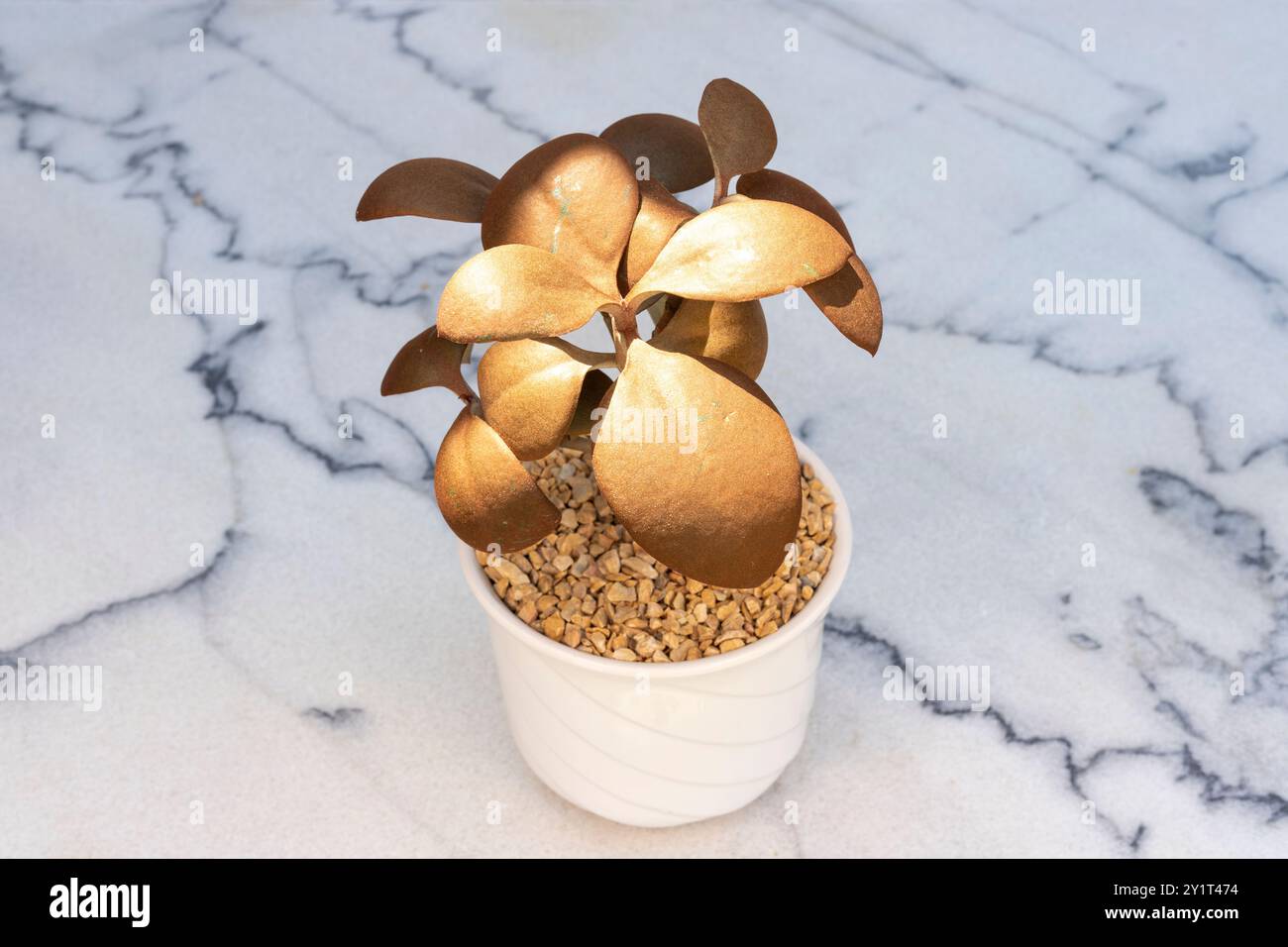 Kalanchoe copper spoon plant on a marble floor outdoor on a sunny day ...
