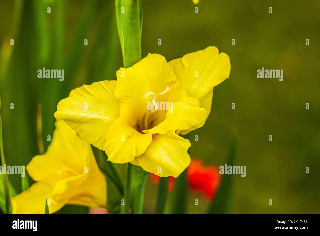 Macro view of yellow gladiolus flower with petals against blurred green ...