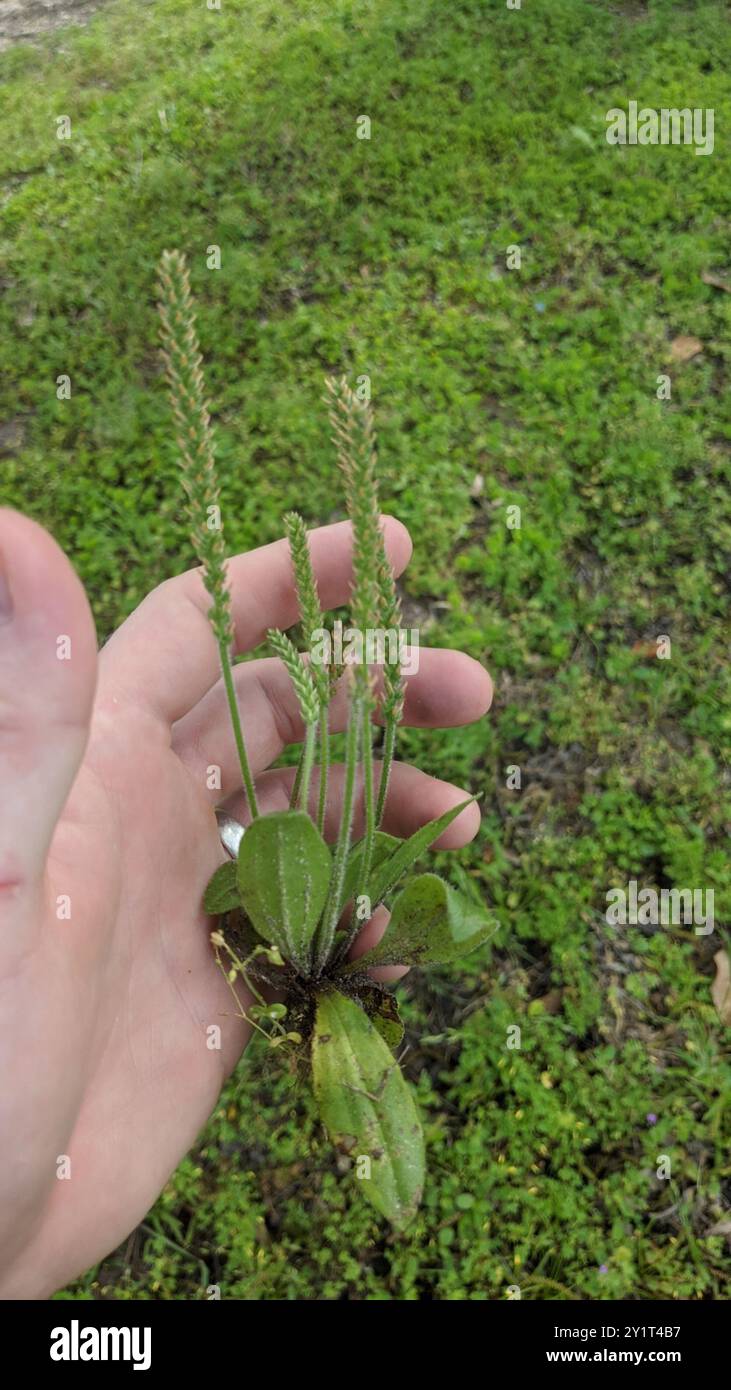 dwarf plantain (Plantago virginica) Plantae Stock Photo - Alamy