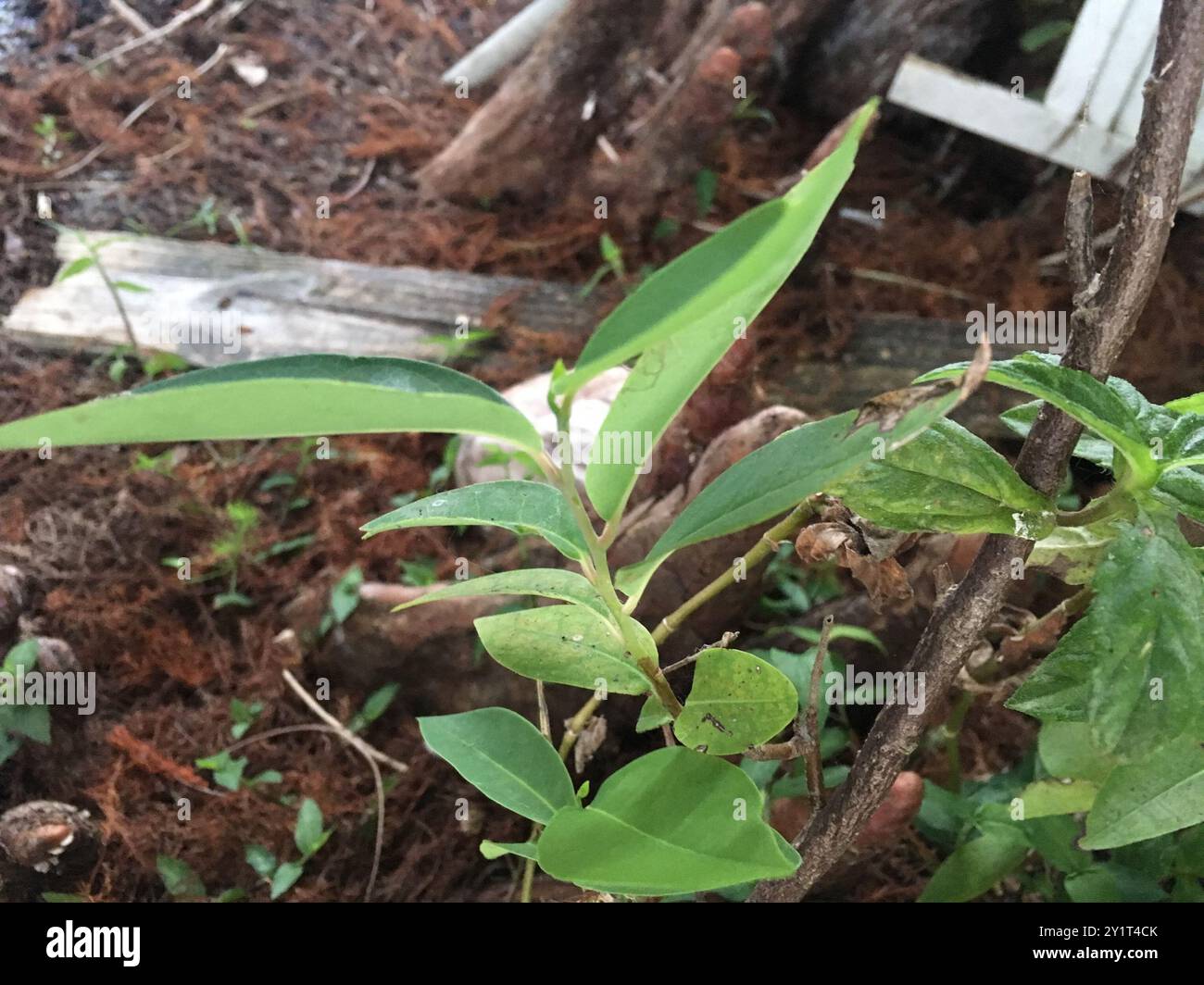 Pond Apple (Annona glabra) Plantae Stock Photo - Alamy