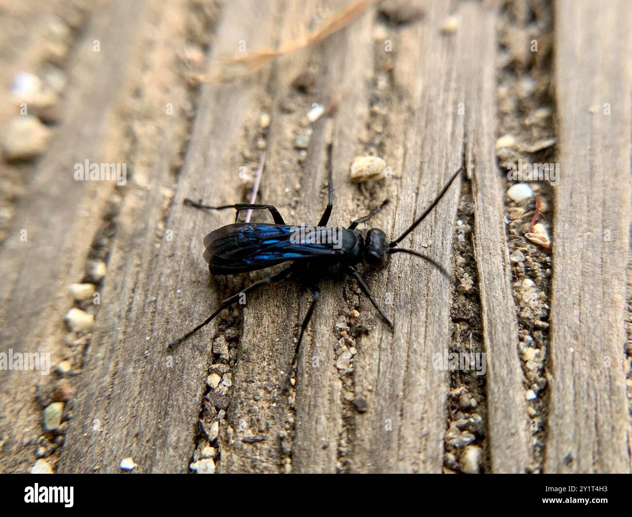 Spider Wasps (Pompilidae) Insecta Stock Photo - Alamy