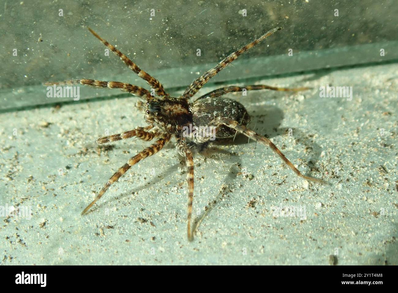 Thin-legged Wolf Spiders (Pardosa) Arachnida Stock Photo - Alamy