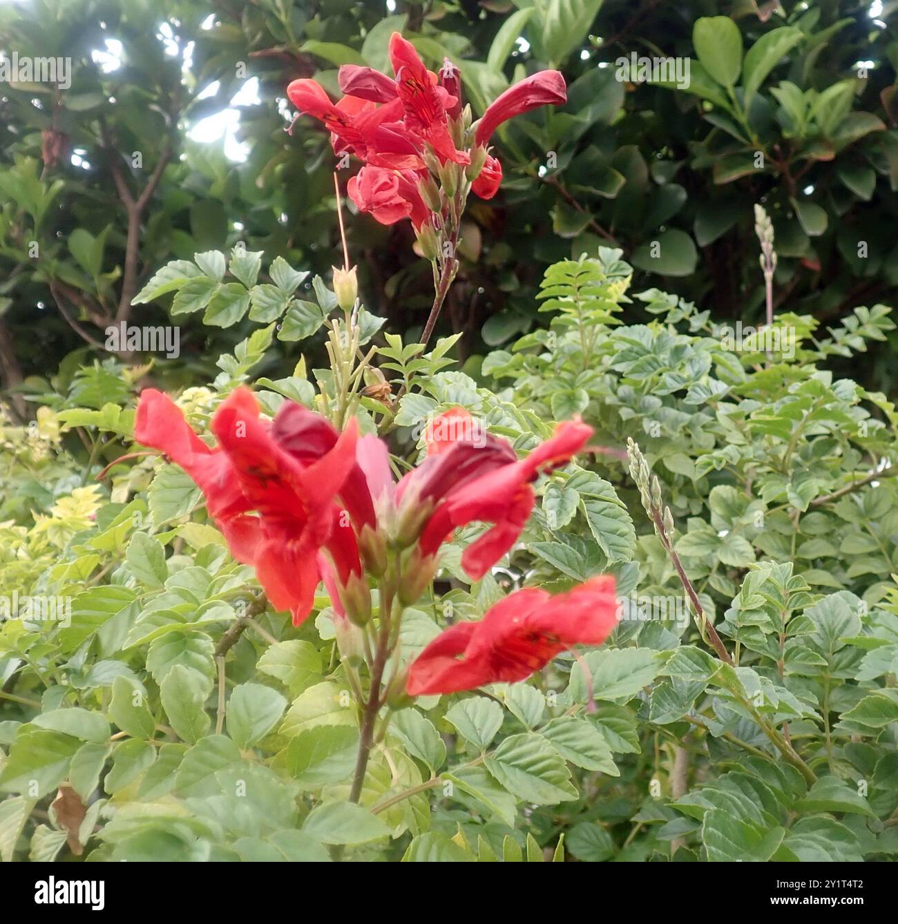 Cape Honeysuckle (Tecomaria capensis) Plantae Stock Photo - Alamy