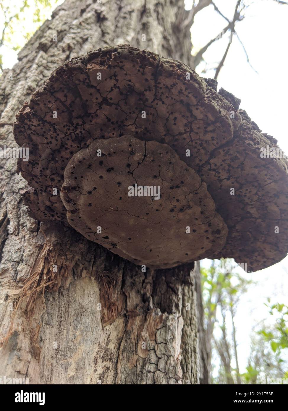 Cracked Cap Polypore (Fulvifomes robiniae) Fungi Stock Photo - Alamy