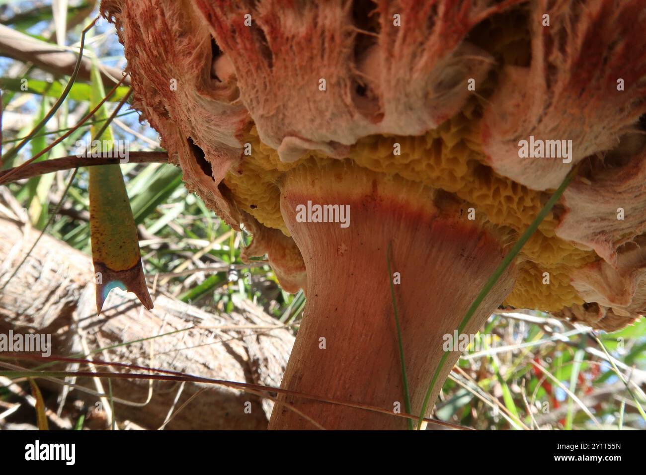 Boletellus emodensis hi-res stock photography and images - Alamy