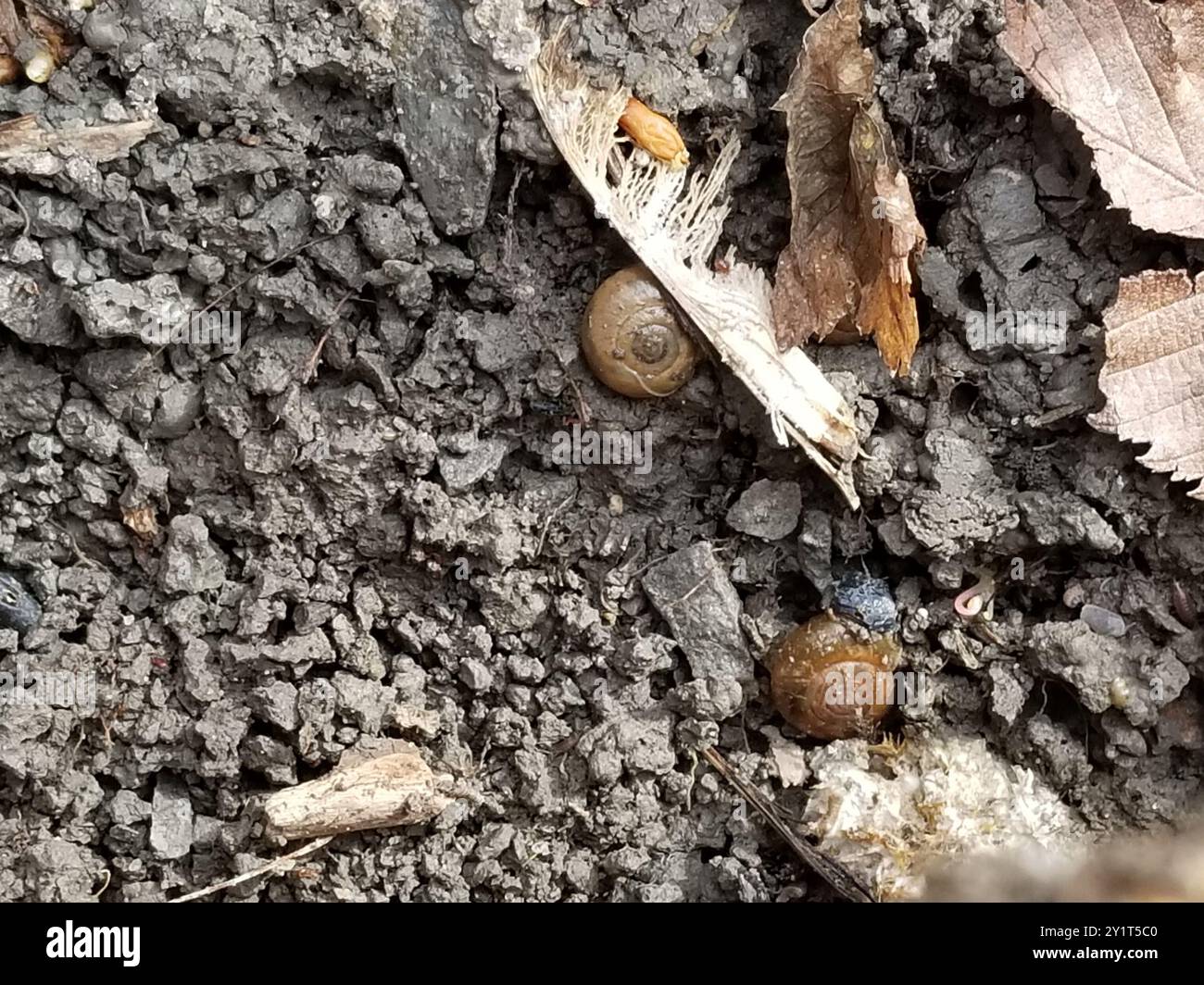 Gastropods (Gastropoda) Mollusca Stock Photo - Alamy