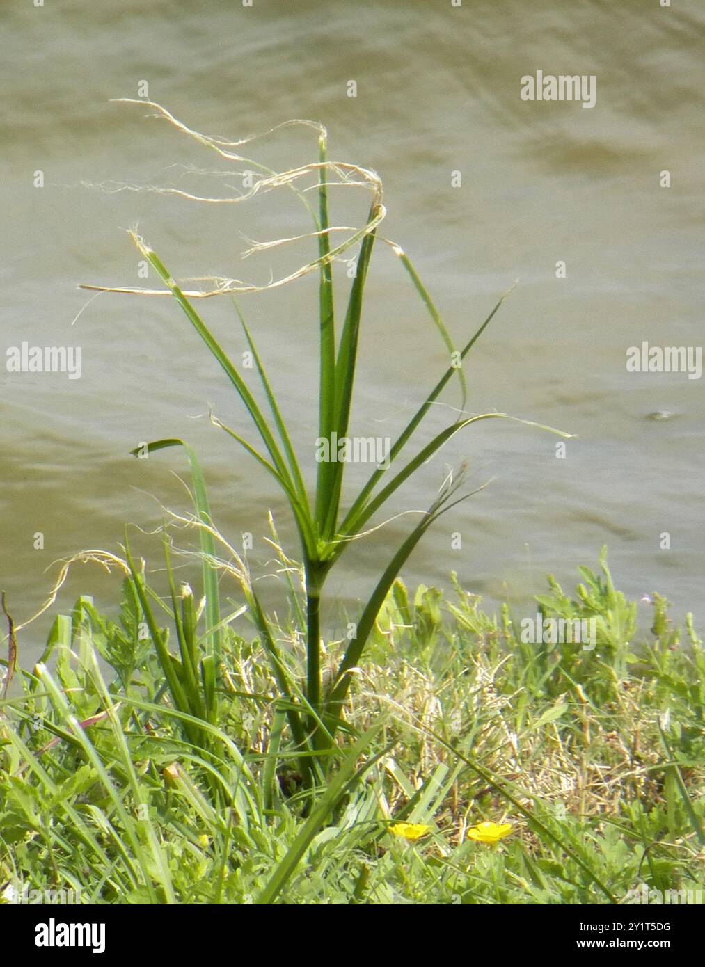 Umbrella papyrus (Cyperus alternifolius flabelliformis) Plantae Stock ...