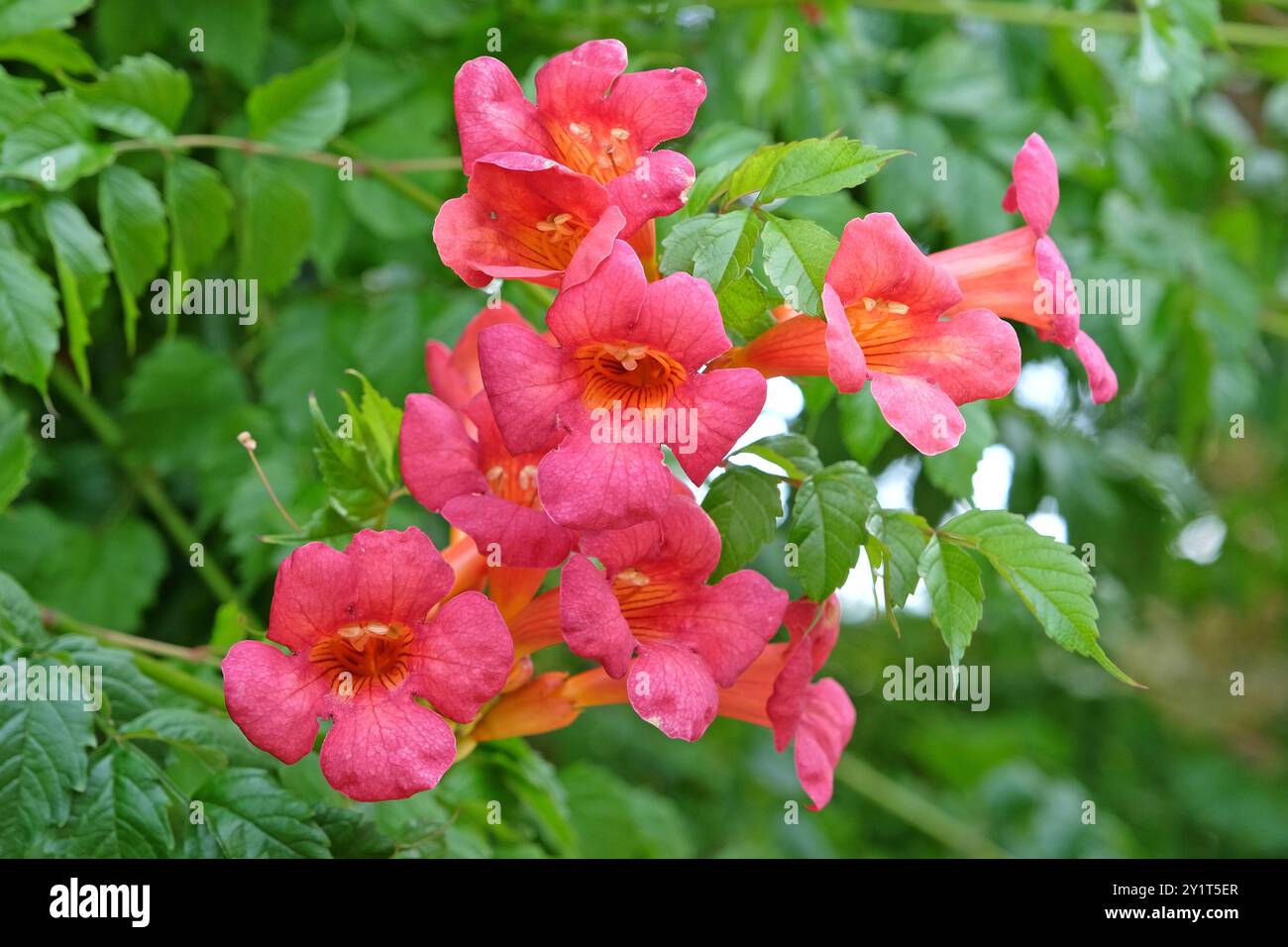 Red pink Campsis x tagliabueana, trumpet creeper or trumpet vine ...